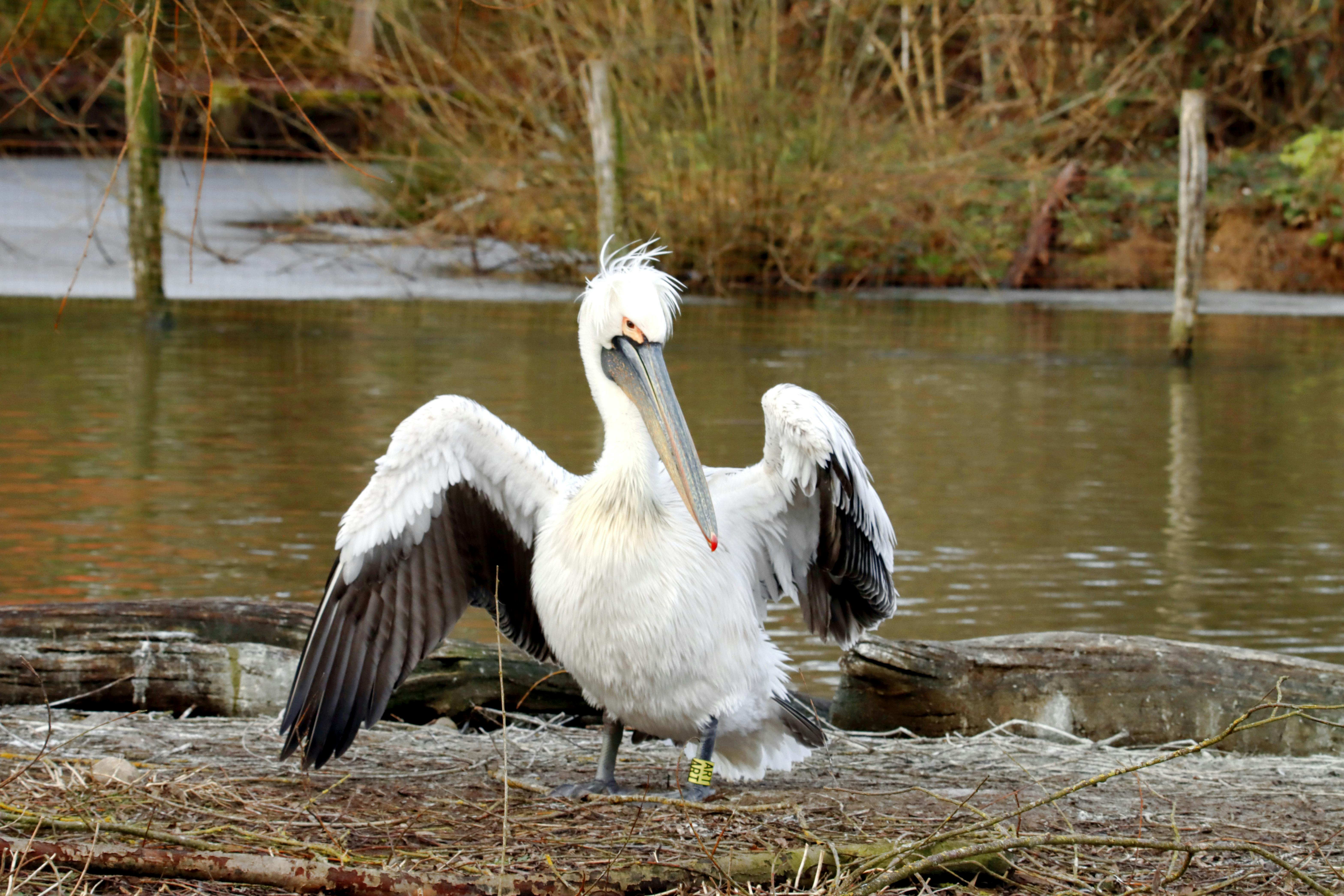 Bone+Lake+İzle Photos, Download The BEST Free Bone+Lake+İzle Stock ...