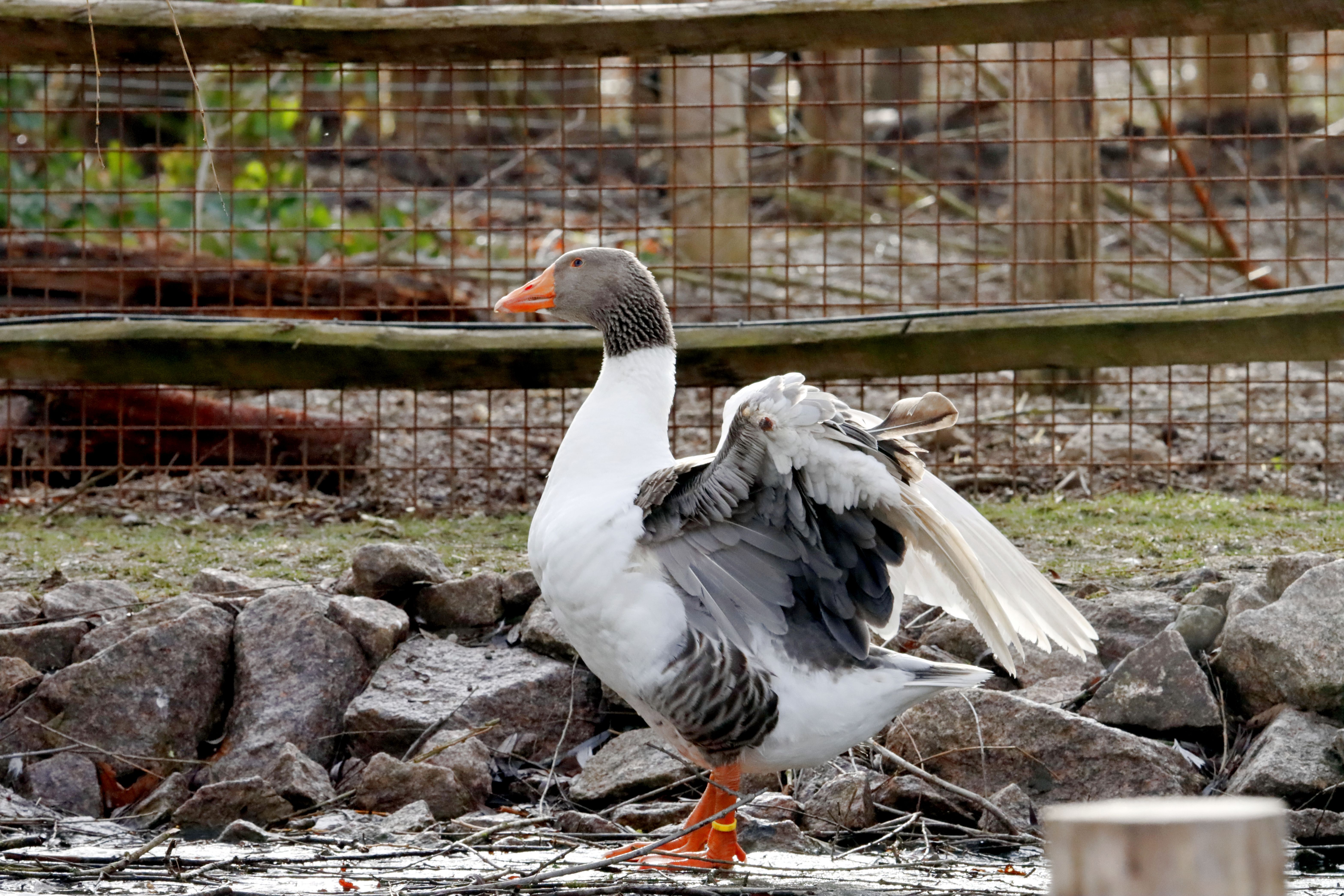 Domestic Goose by a Pond Fence Outdoors · Free Stock Photo