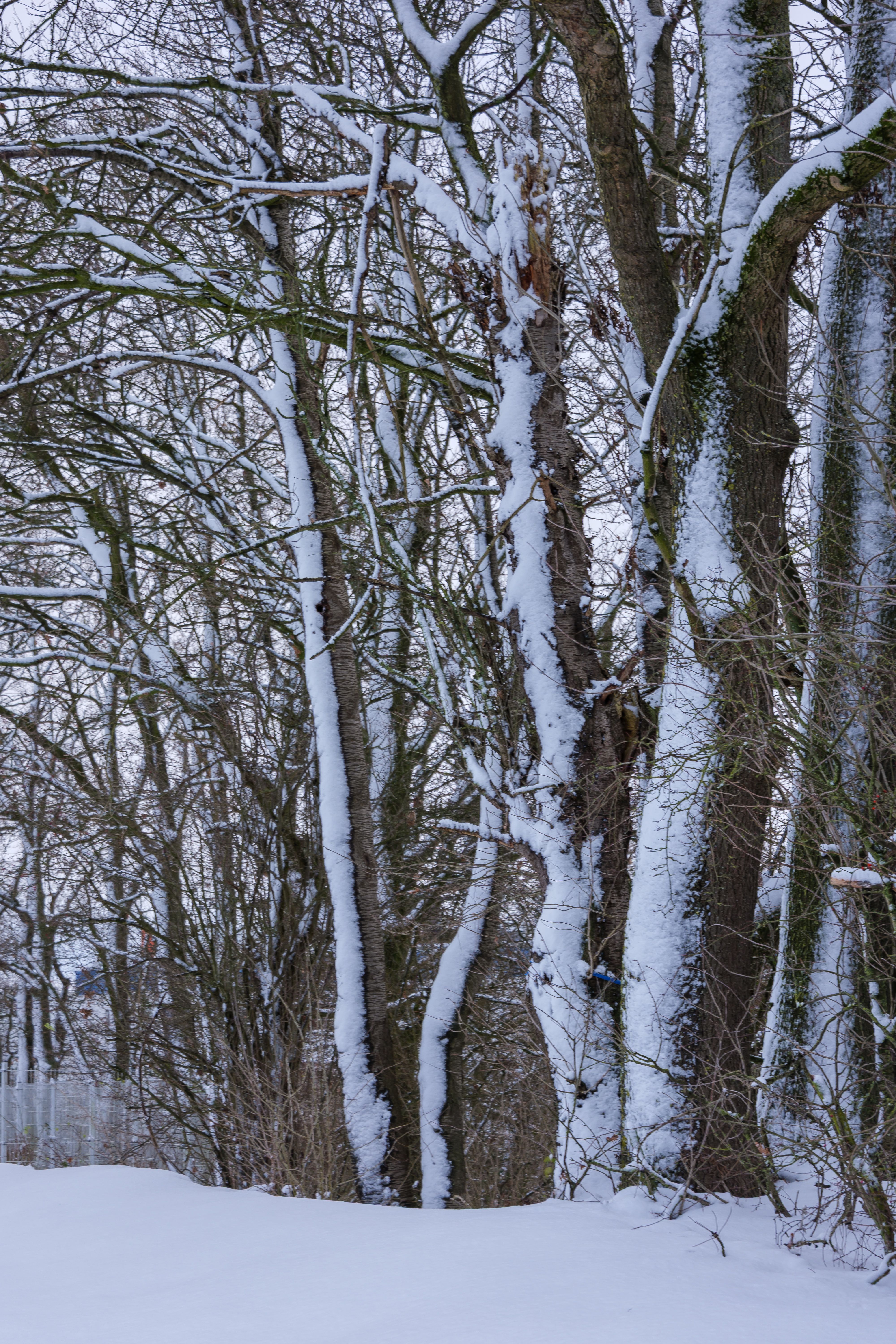 February Nature Photos, Download The BEST Free February Nature Stock ...