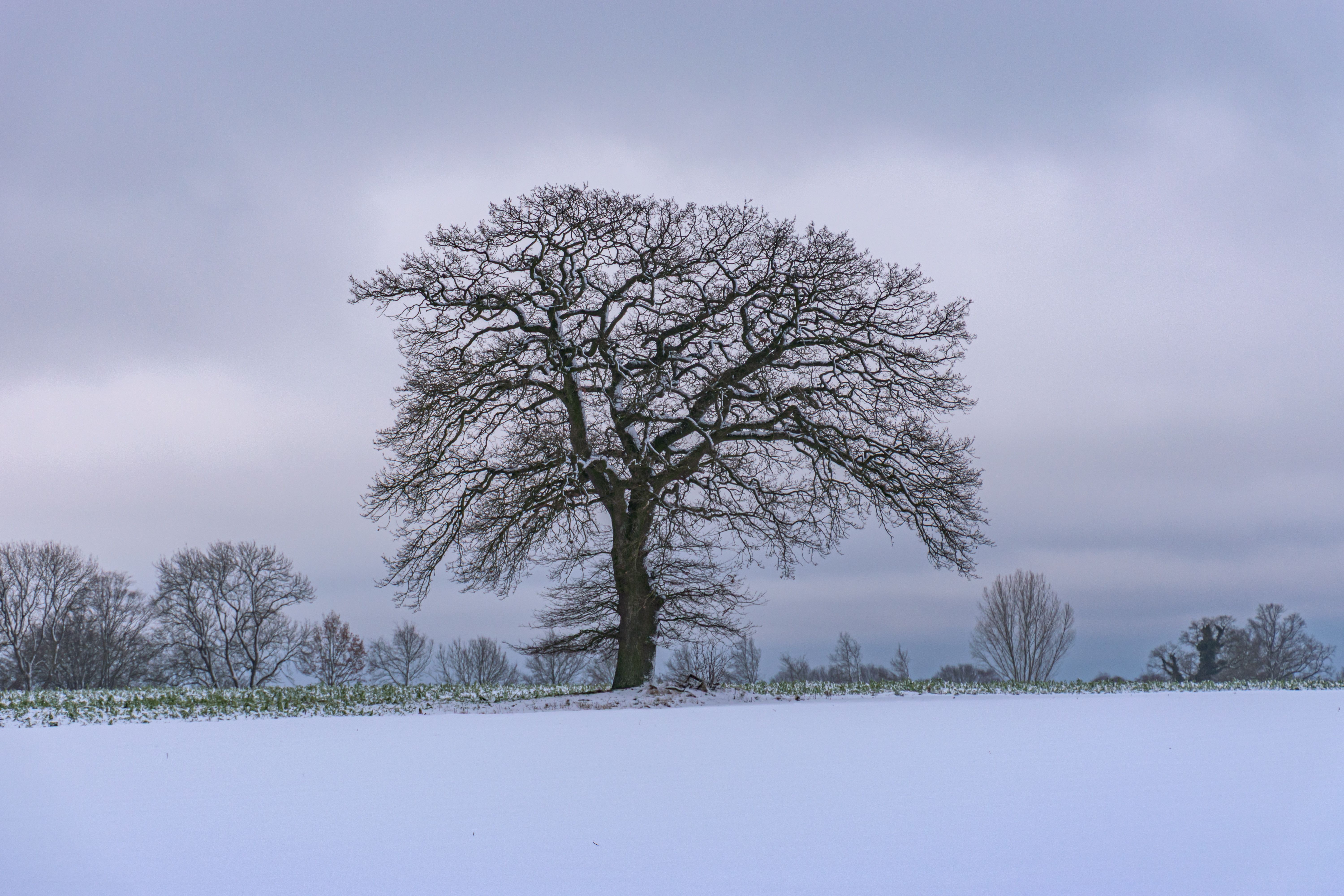 Solitary Oak Tree in a Snowy Winter Landscape · Free Stock Photo