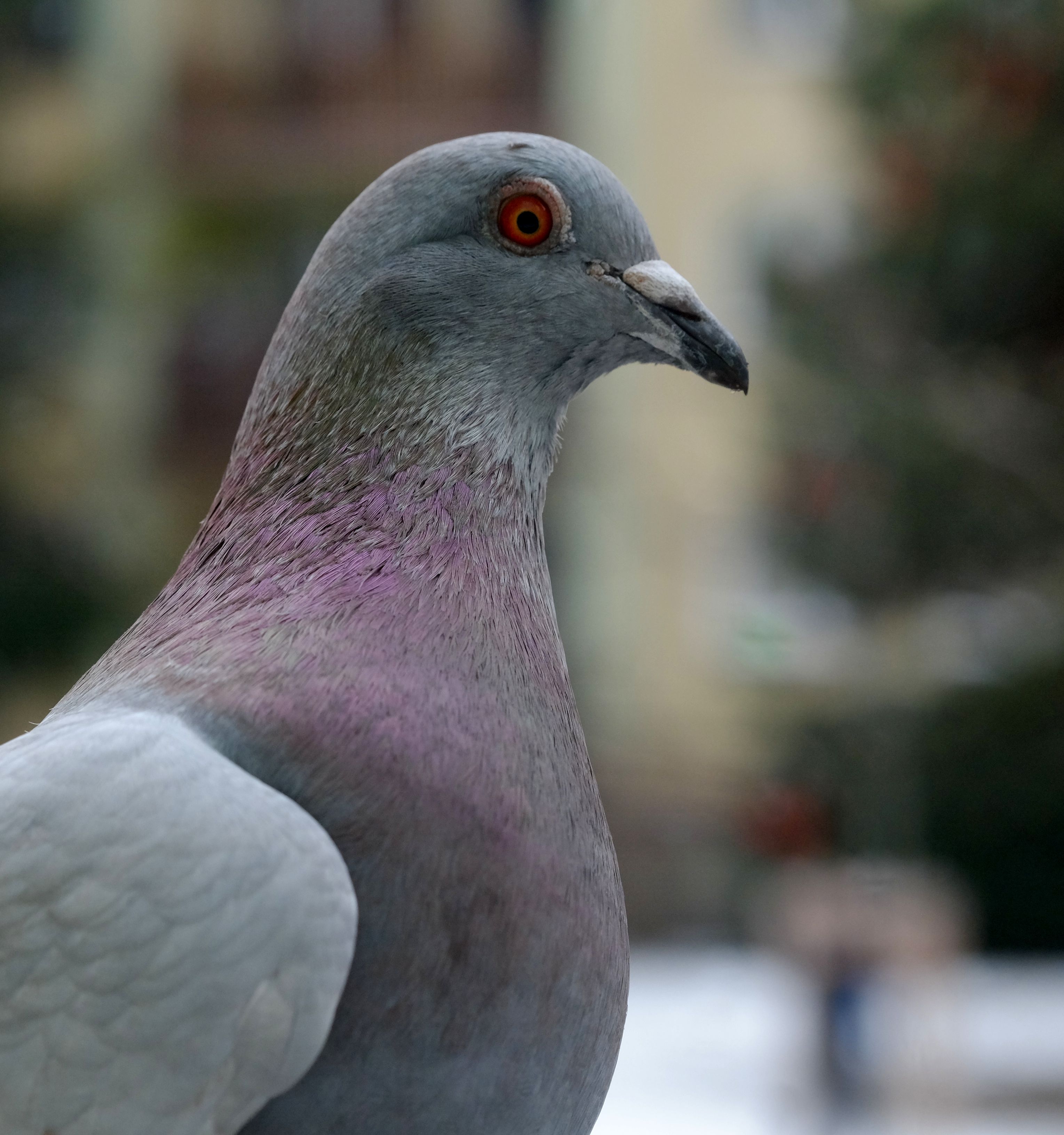 Close-up of a Rock Pigeon with Colorful Plumage · Free Stock Photo