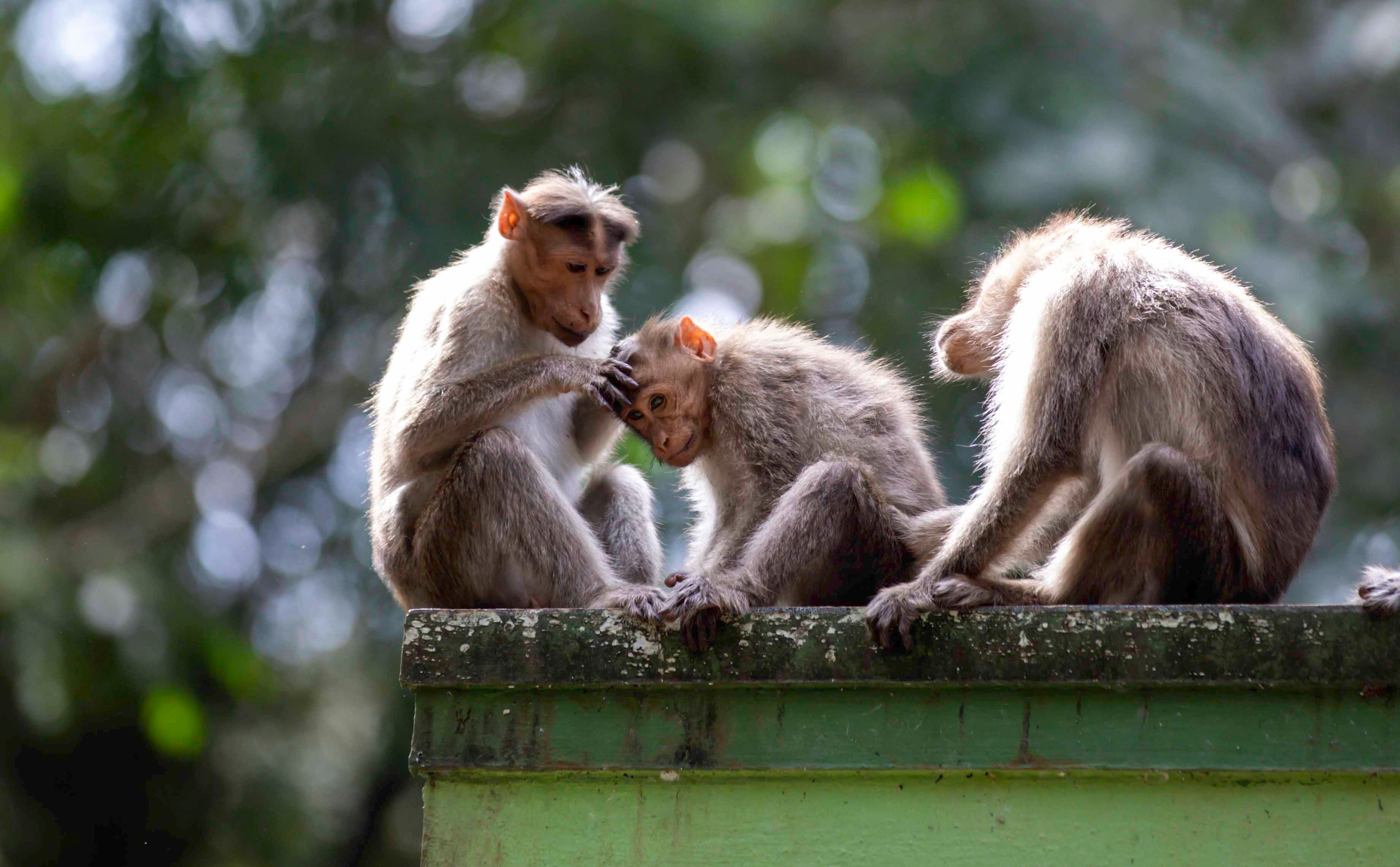 Three Bonnet Macaques Grooming on a Wall · Free Stock Photo