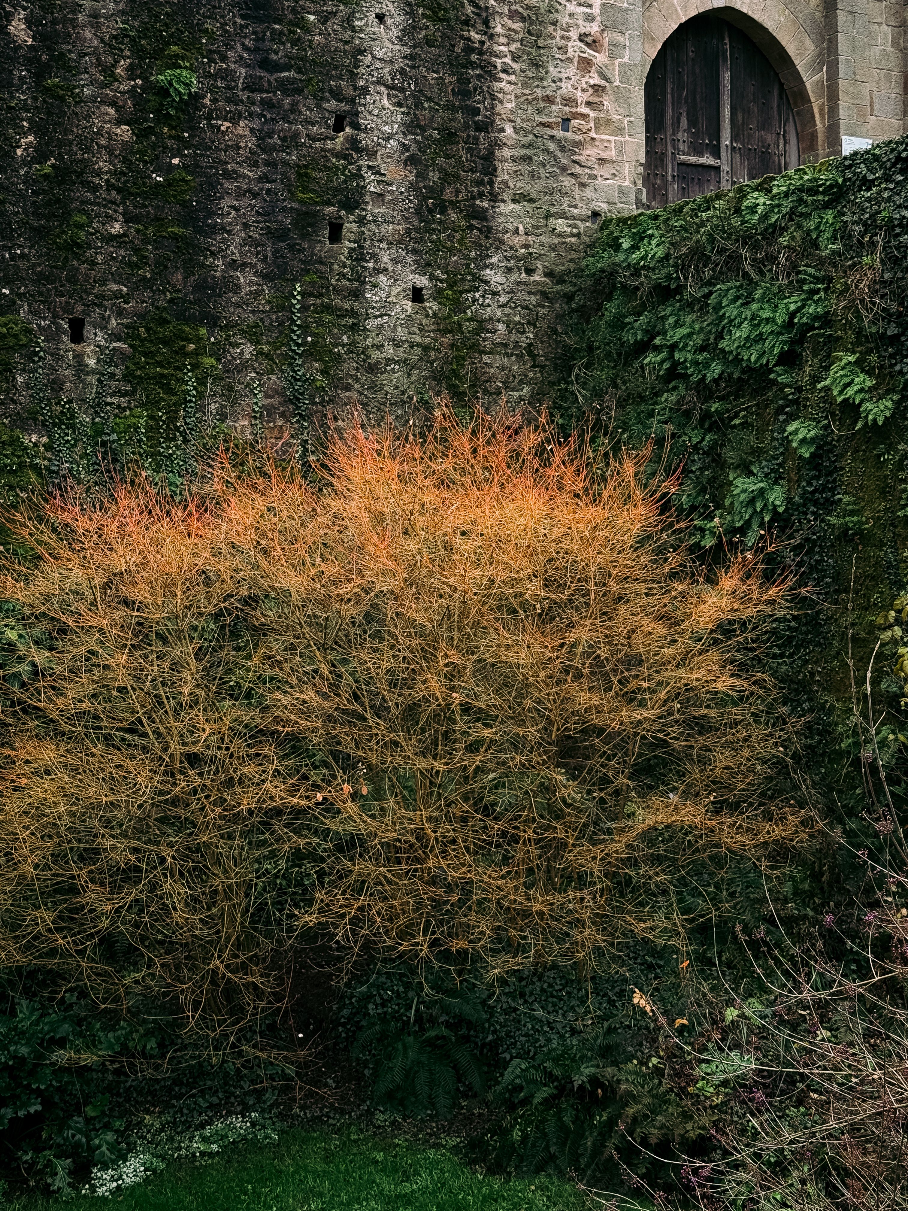 Historic Stone Wall with Vibrant Bush in Clisson, France · Free Stock Photo