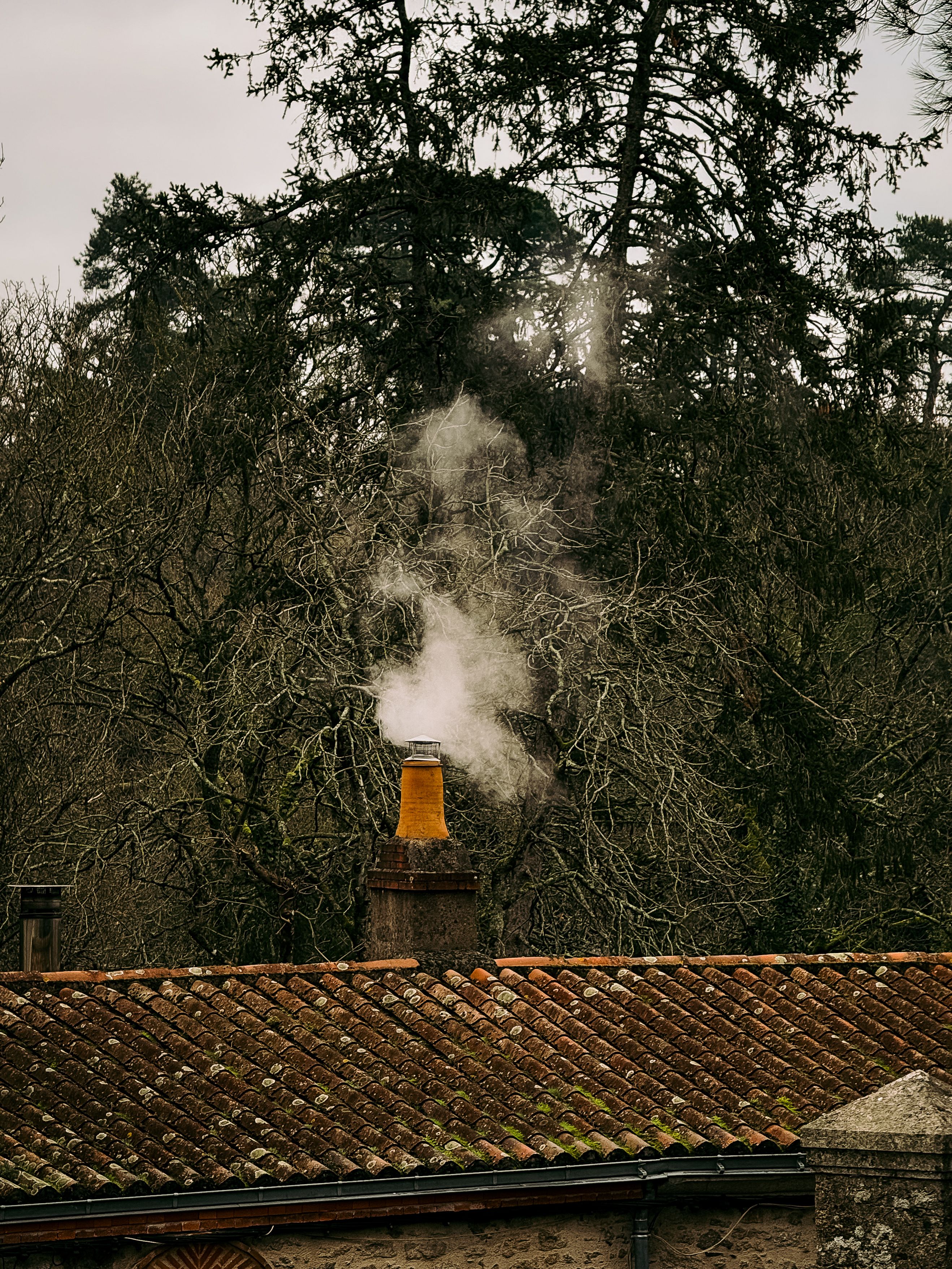 Humo De Chimenea Elevándose En Una Escena De Bosque Invernal · Foto de ...