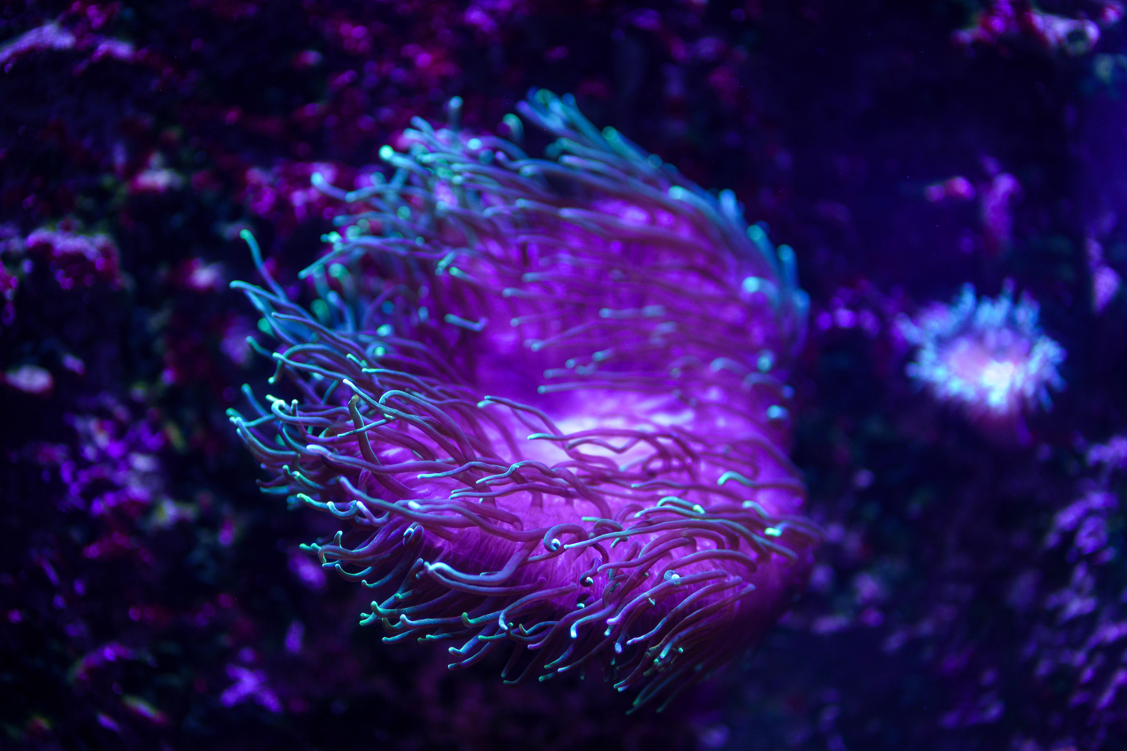 Corales Vibrantes Bajo El Agua En Un Acuario · Foto de stock gratuita