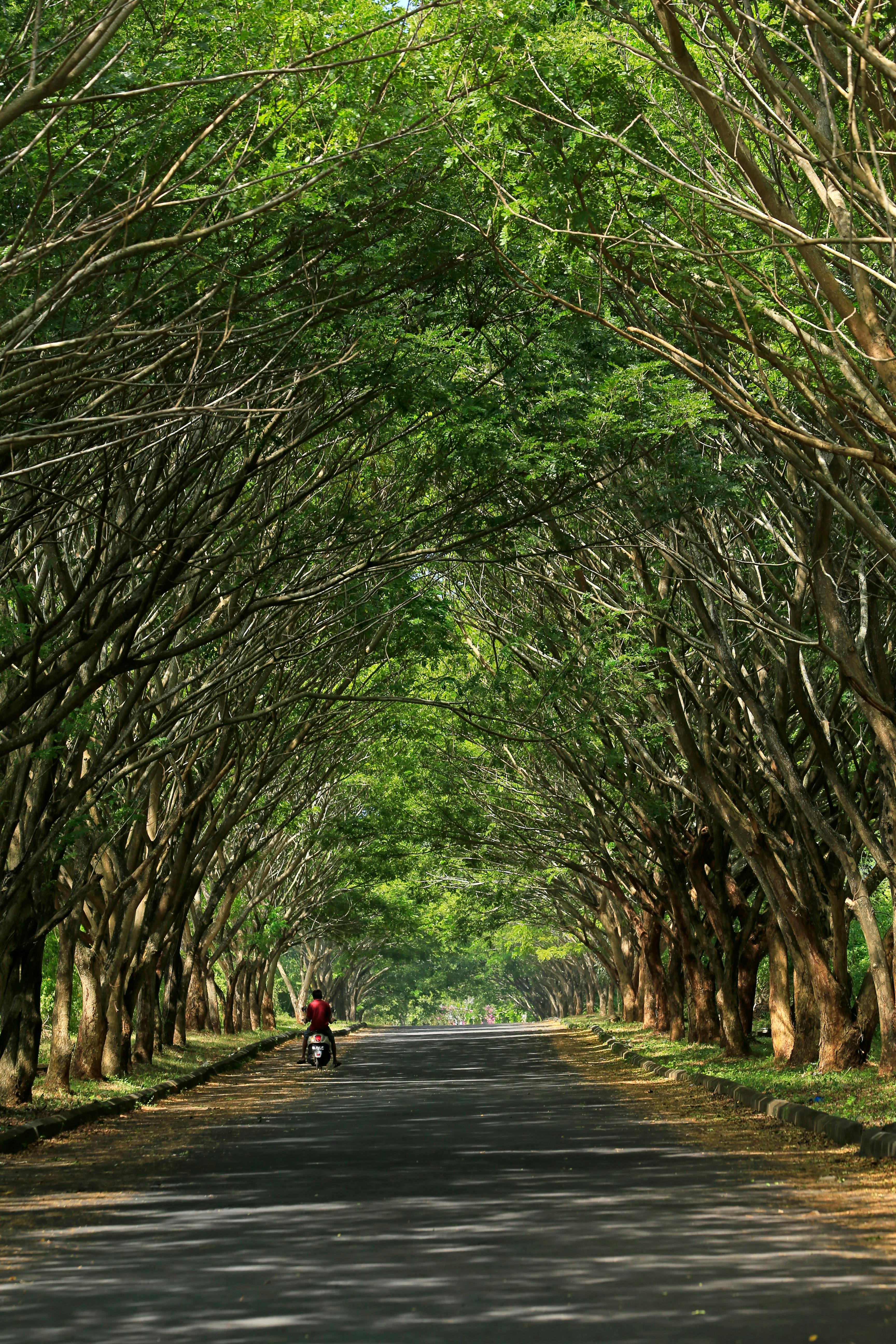 Peaceful Road Through a Green Tree Tunnel · Free Stock Photo