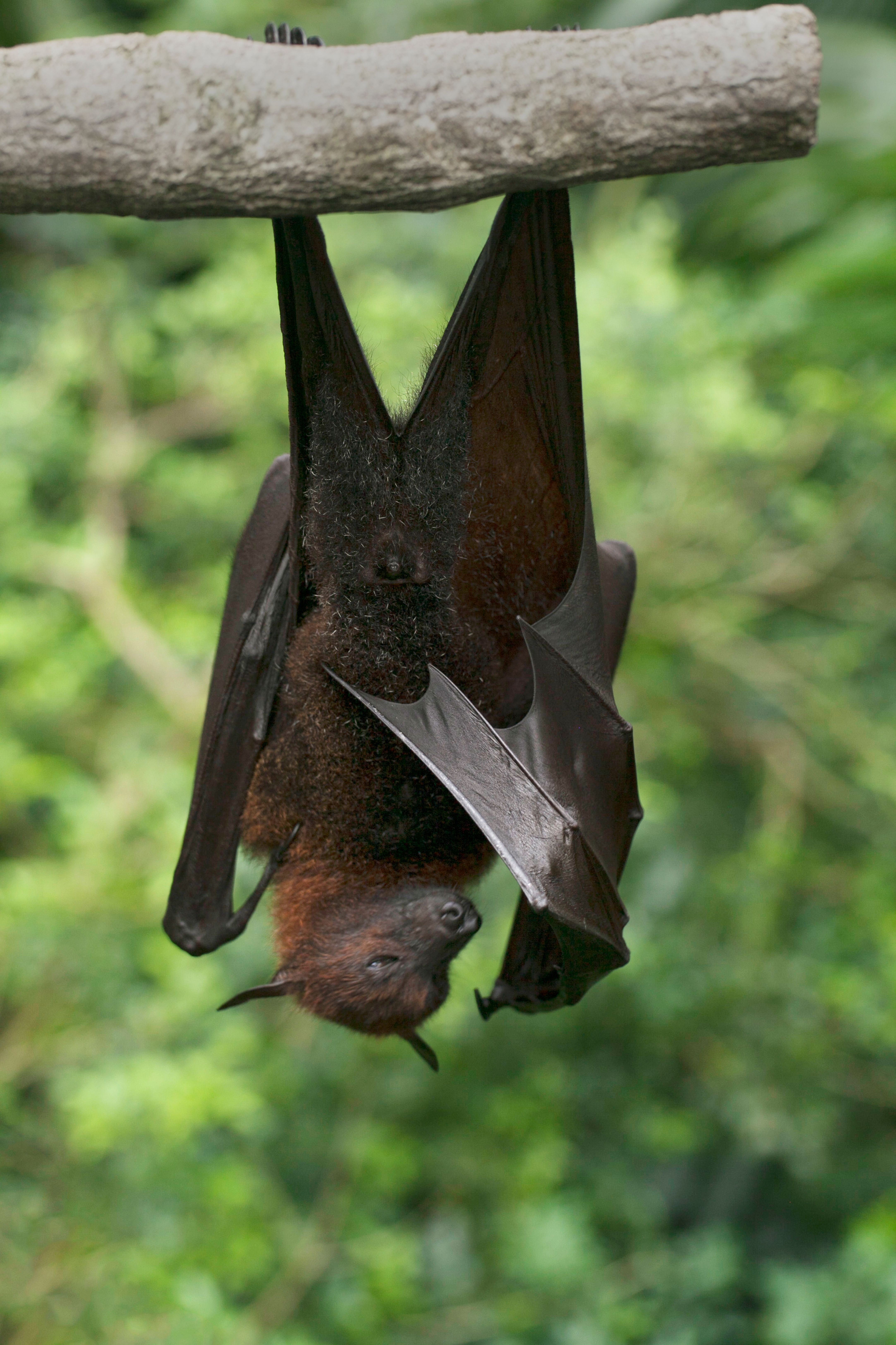 Flying Fox Bat Hanging in Tropical Forest · Free Stock Photo
