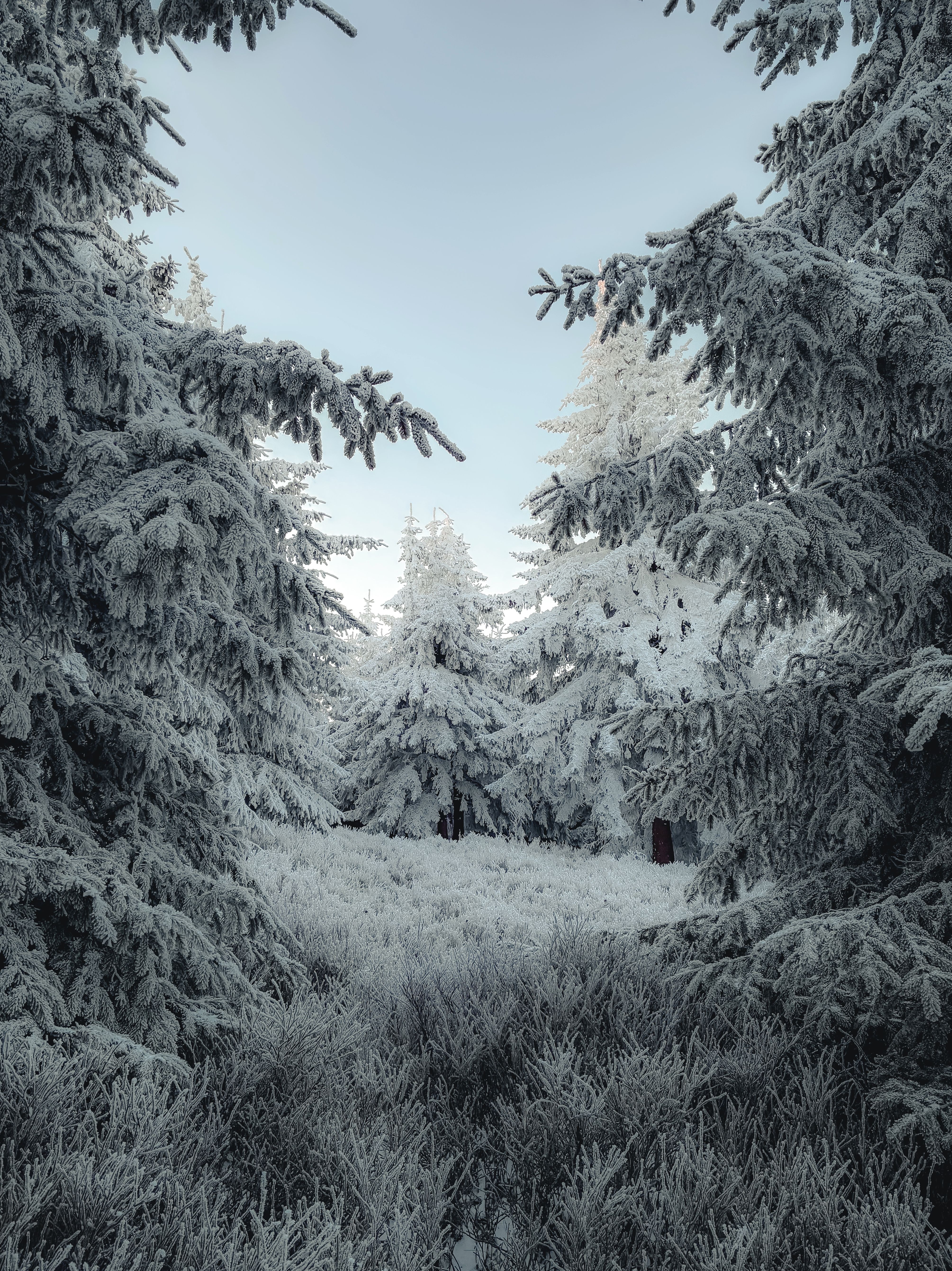 Snow Capped Trees · Free Stock Photo