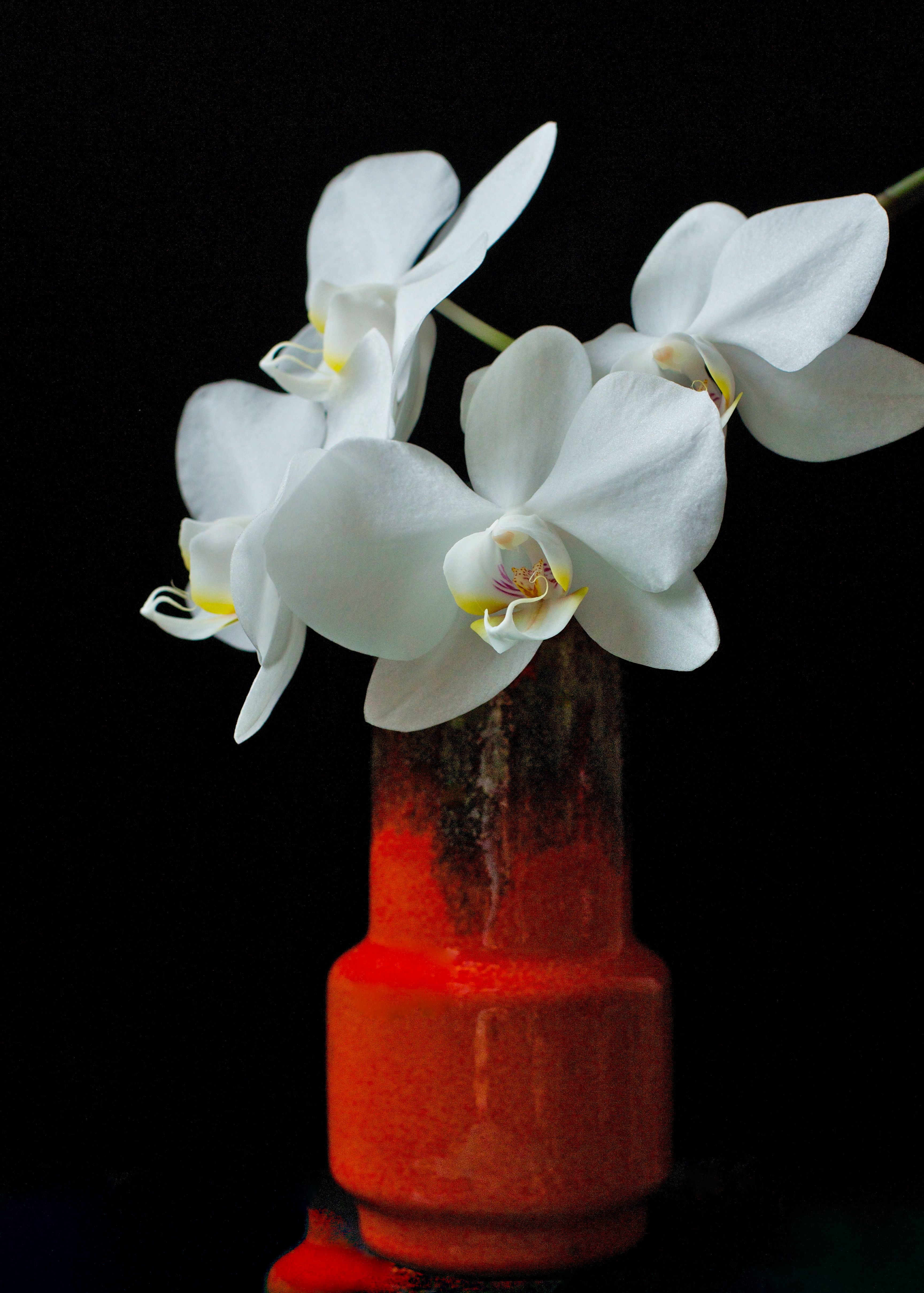 Elegant White Orchids in a Rustic Red Vase · Free Stock Photo