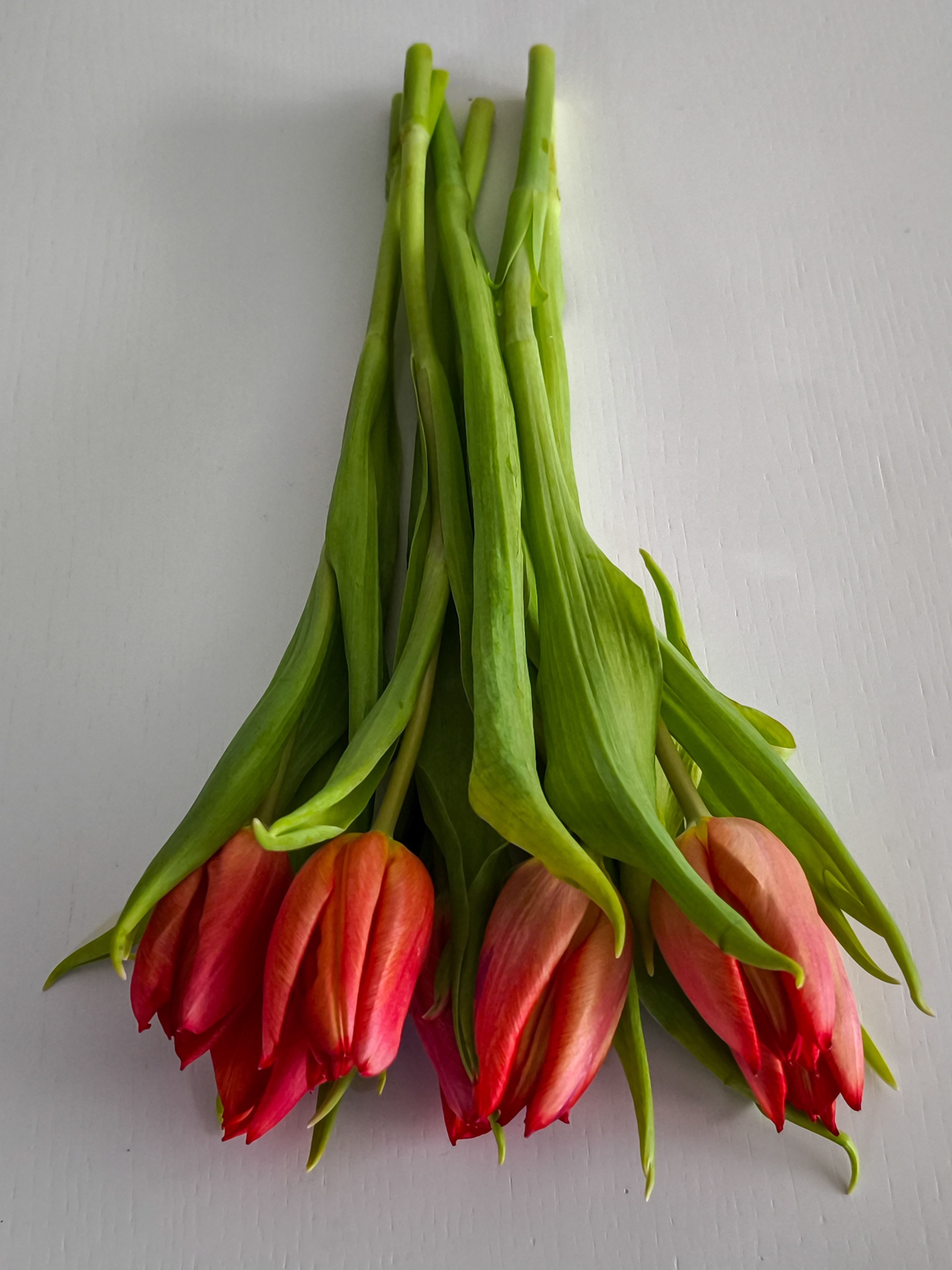 Beautiful Bunch of Red Tulips on Neutral Background · Free Stock Photo