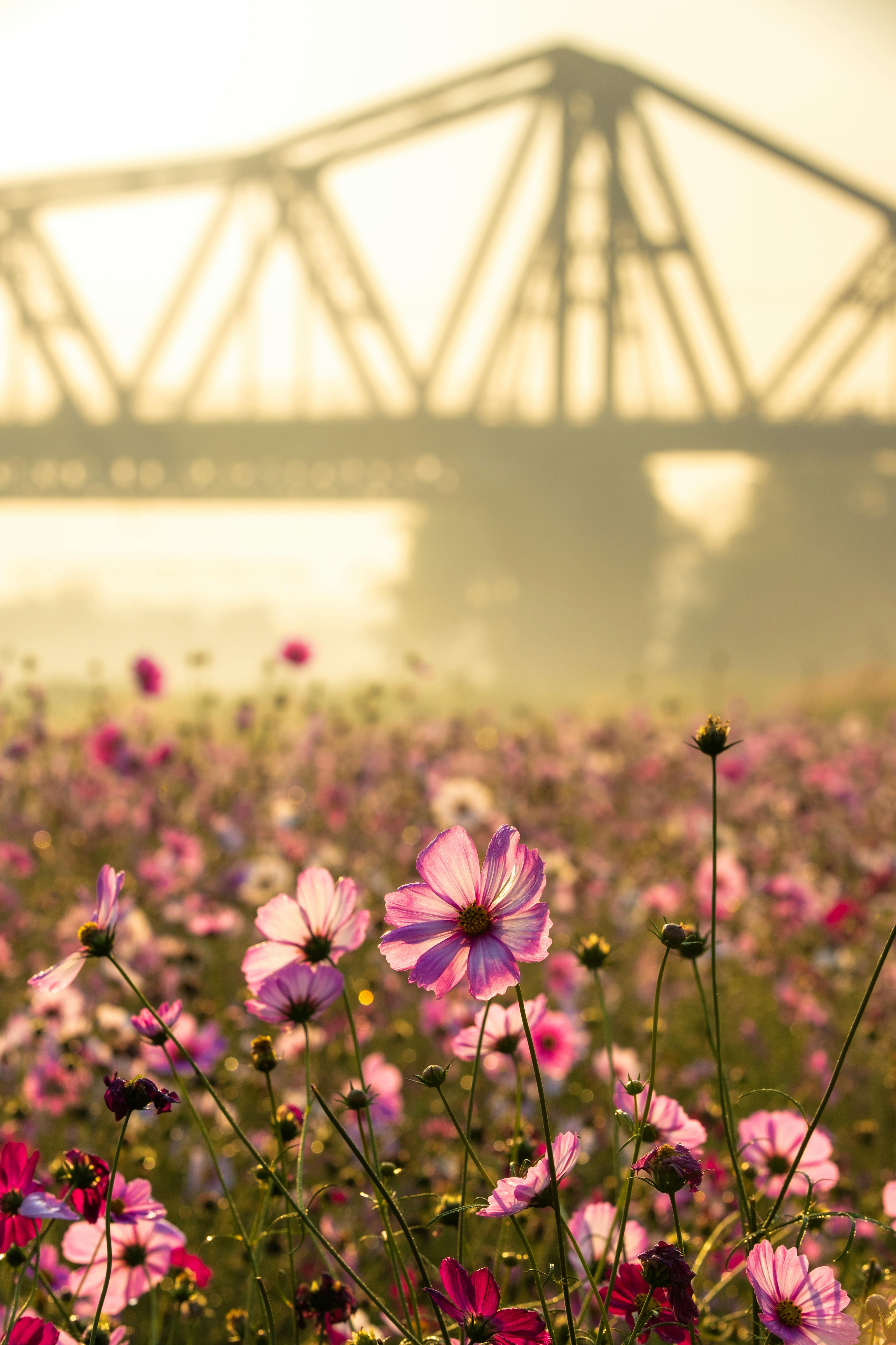 Iphone 16e Background Photos, Download The BEST Free Iphone 16e ...