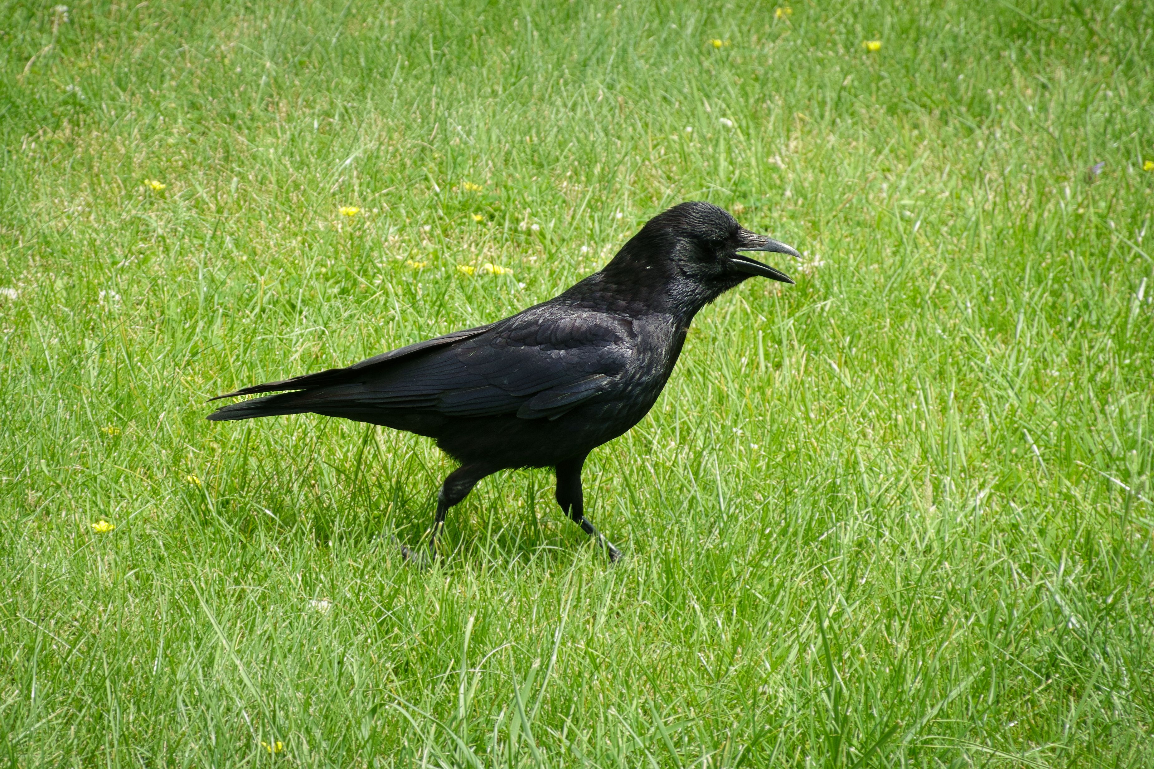 Black Crow on Green Grass in Munich Park · Free Stock Photo