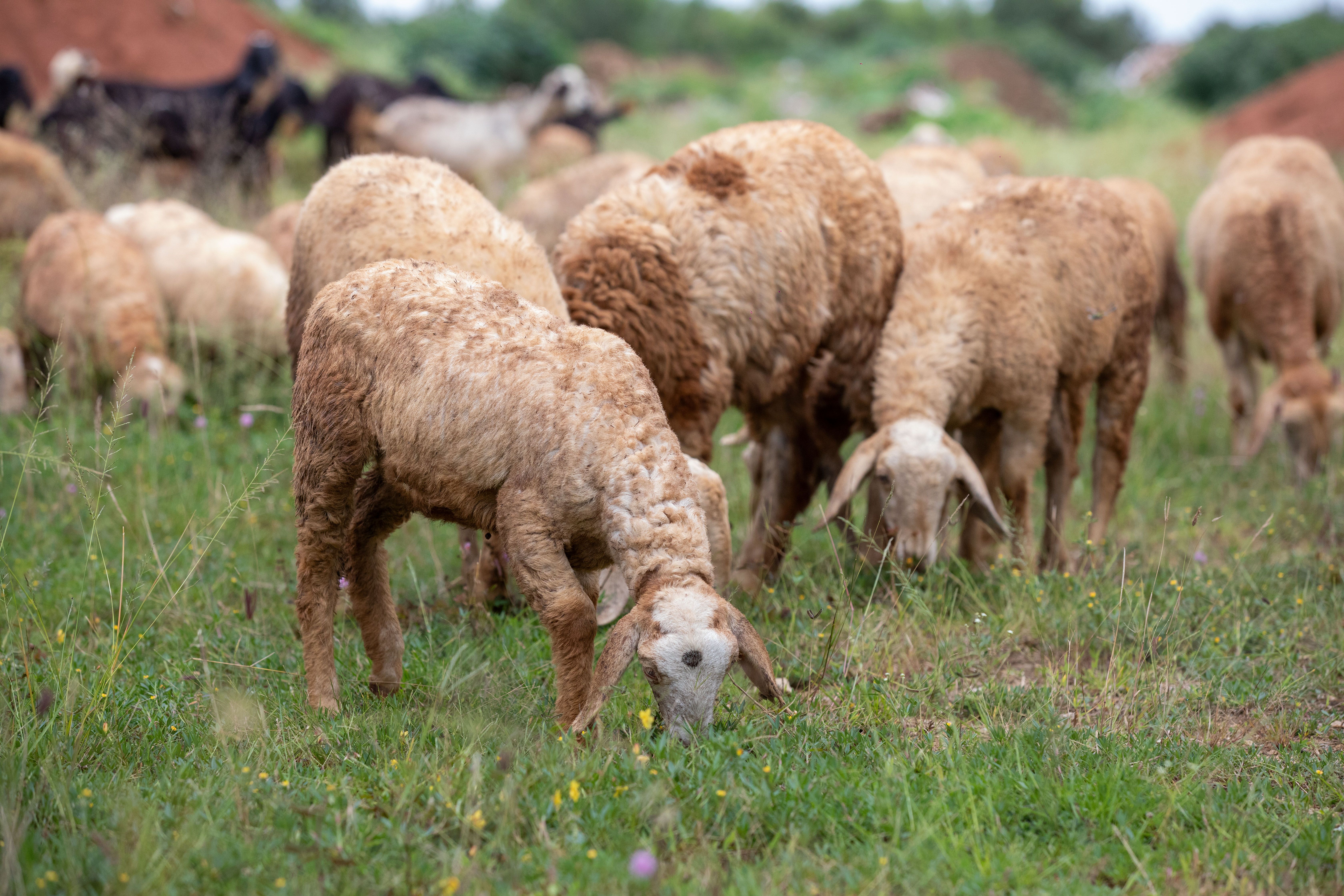 Sheep Grazing in Kanakapura Field · Free Stock Photo