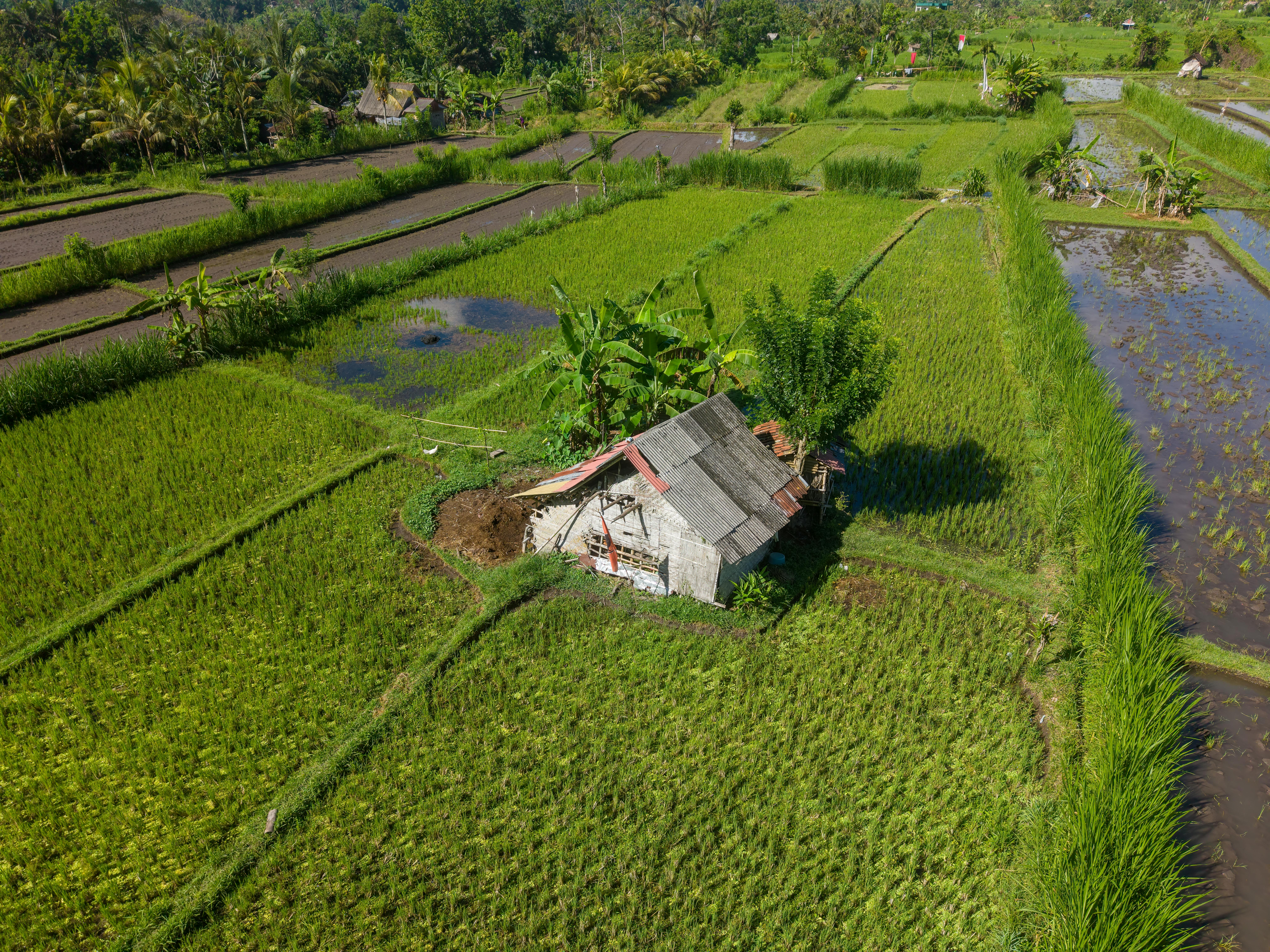 Traditional Rice Fields and Hut in Bali, Indonesia · Free Stock Photo