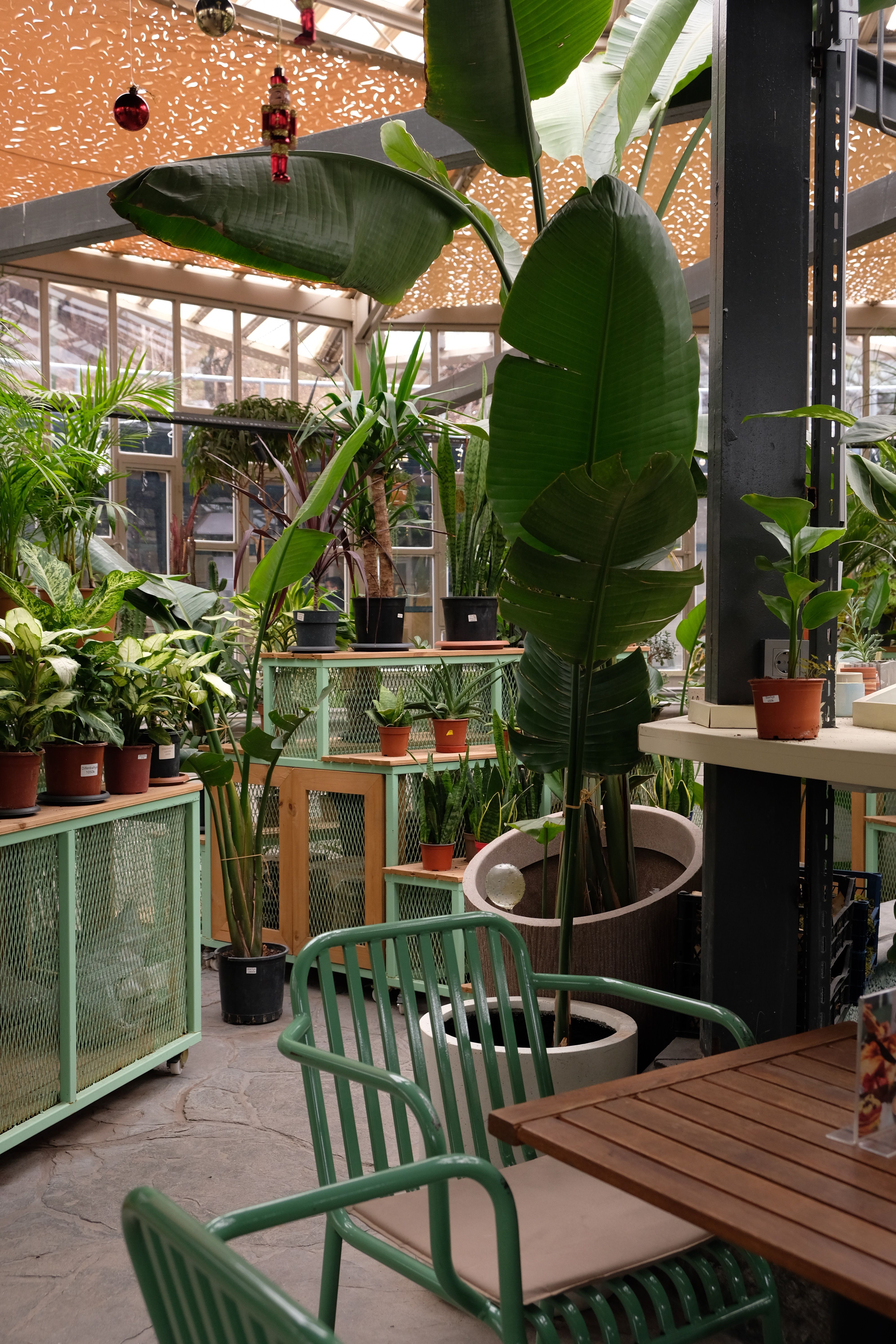 Lush Indoor Garden Cafe with Tropical Foliage · Free Stock Photo