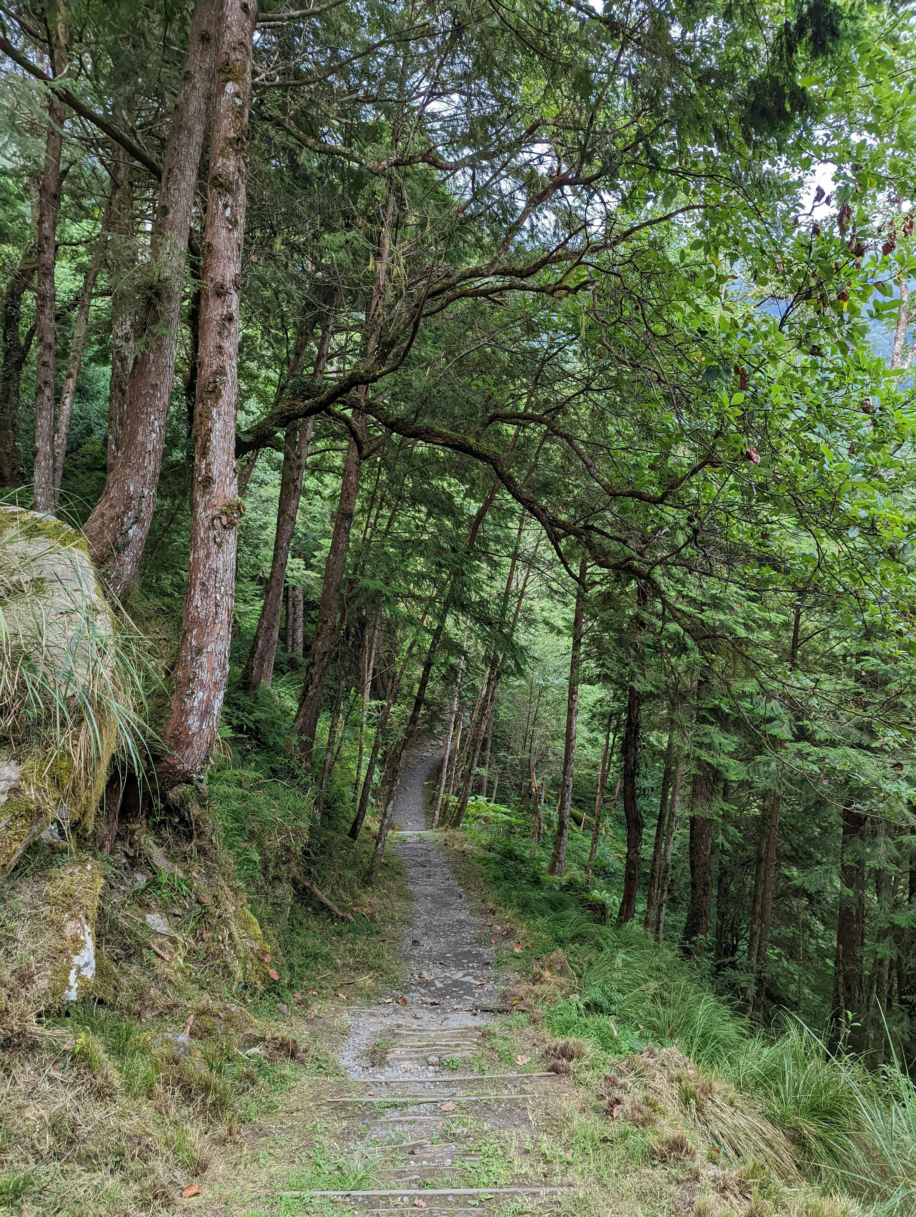 Serene Forest Pathway in Yilan, Taiwan · Free Stock Photo