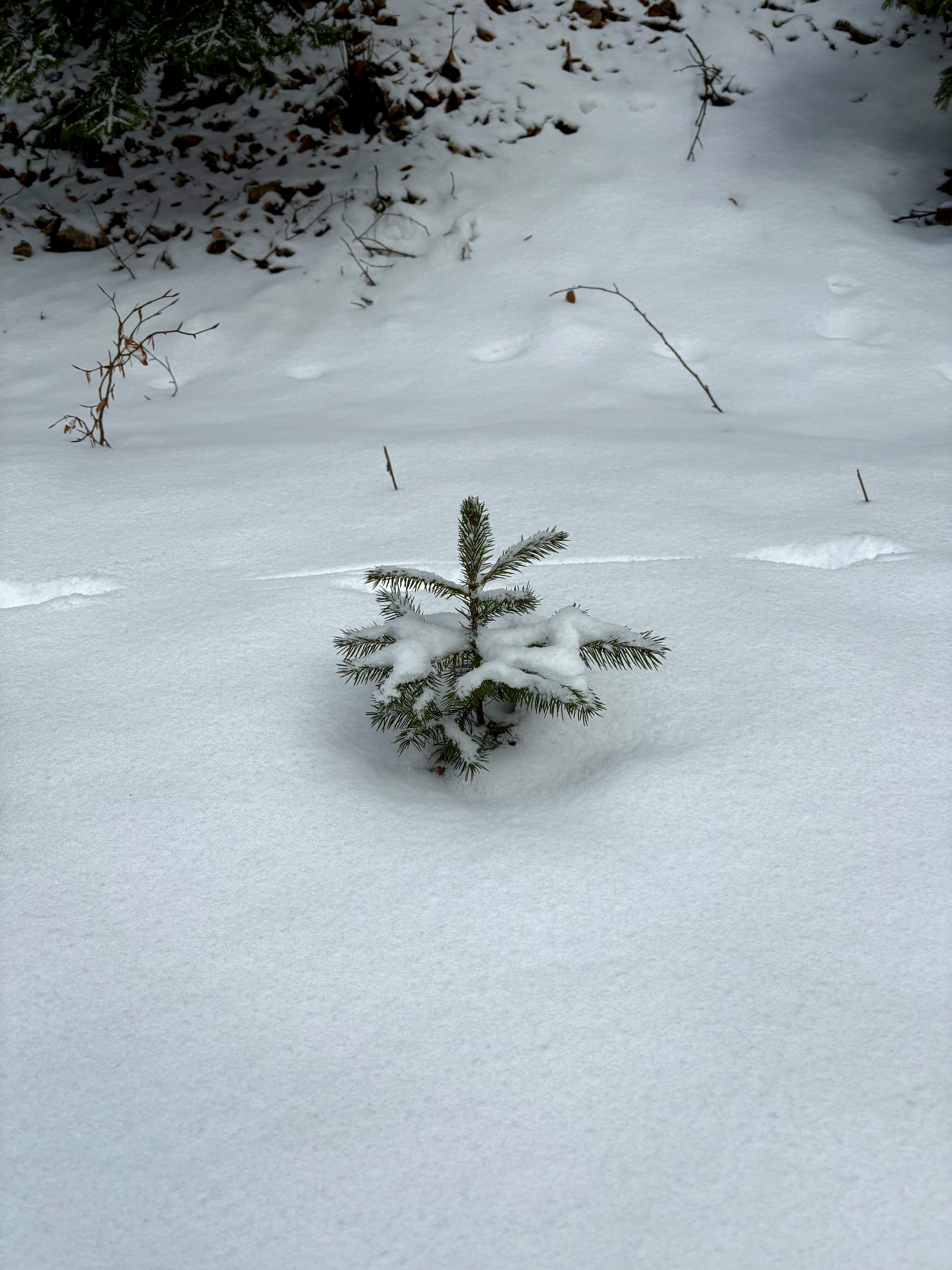 Snow-Covered Pine Sapling in Winter Landscape · Free Stock Photo