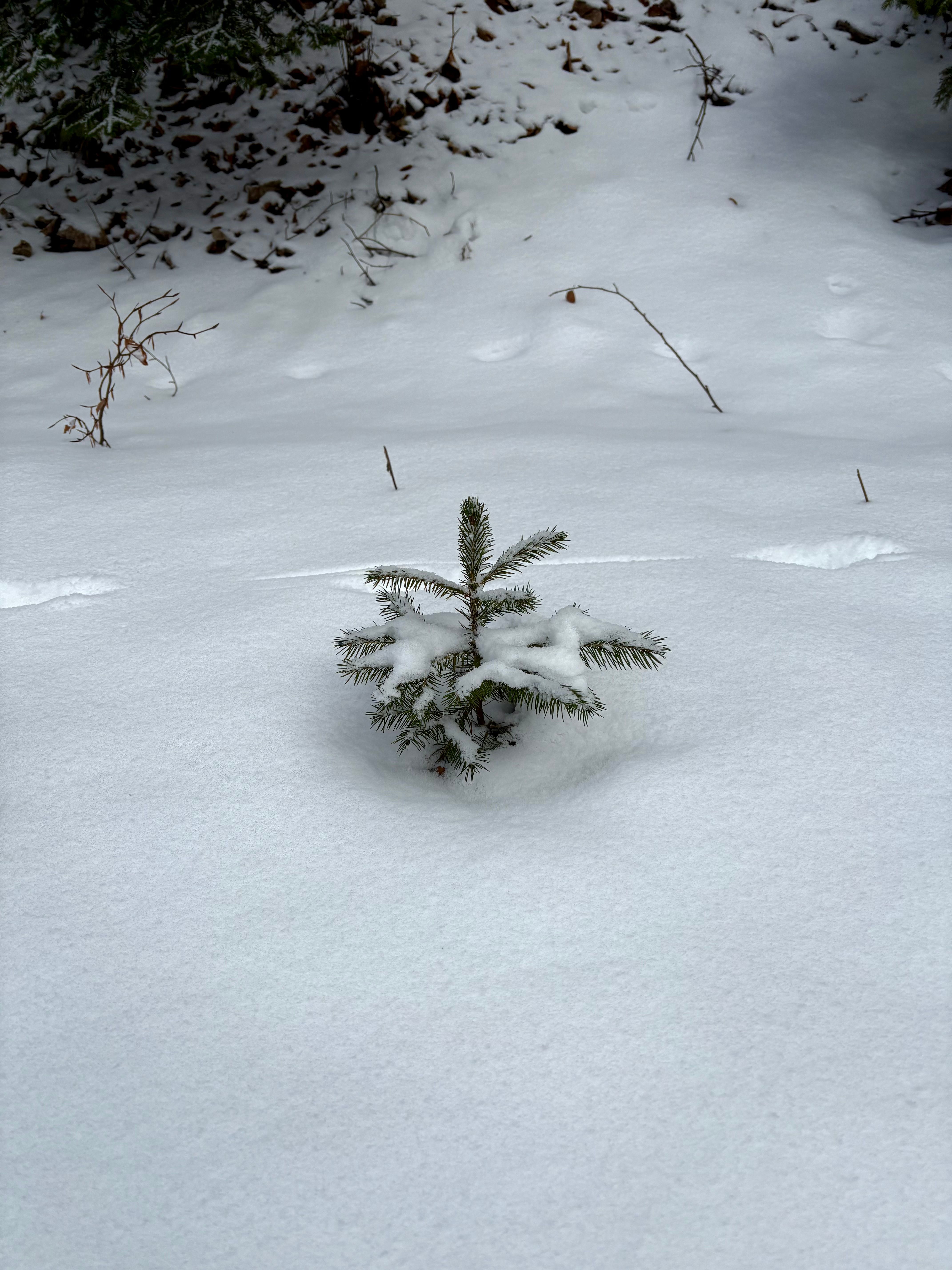 Snow-Covered Pine Sapling in Winter Landscape · Free Stock Photo