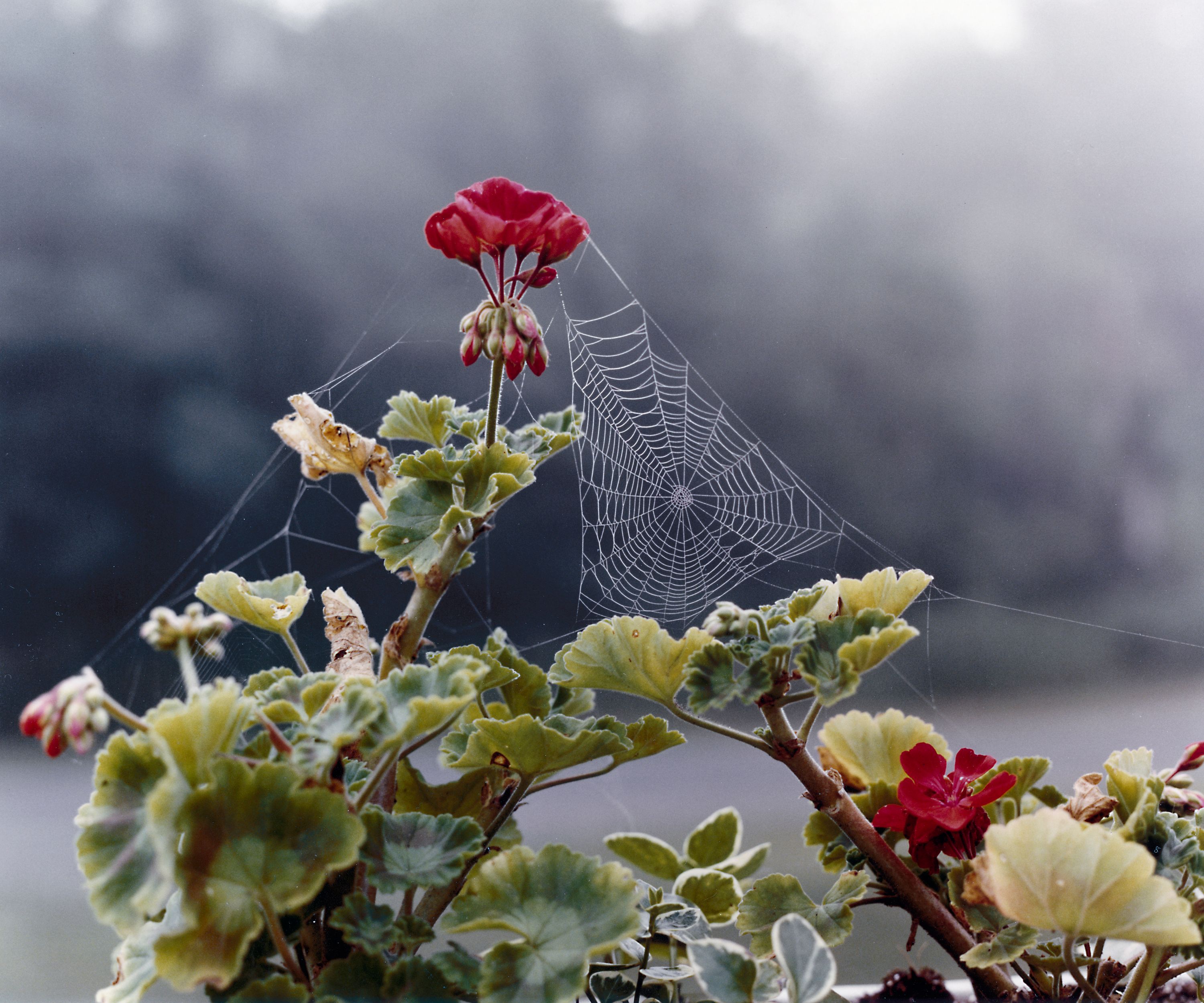 Geraniums with Dewy Spider Web in Greenville · Free Stock Photo