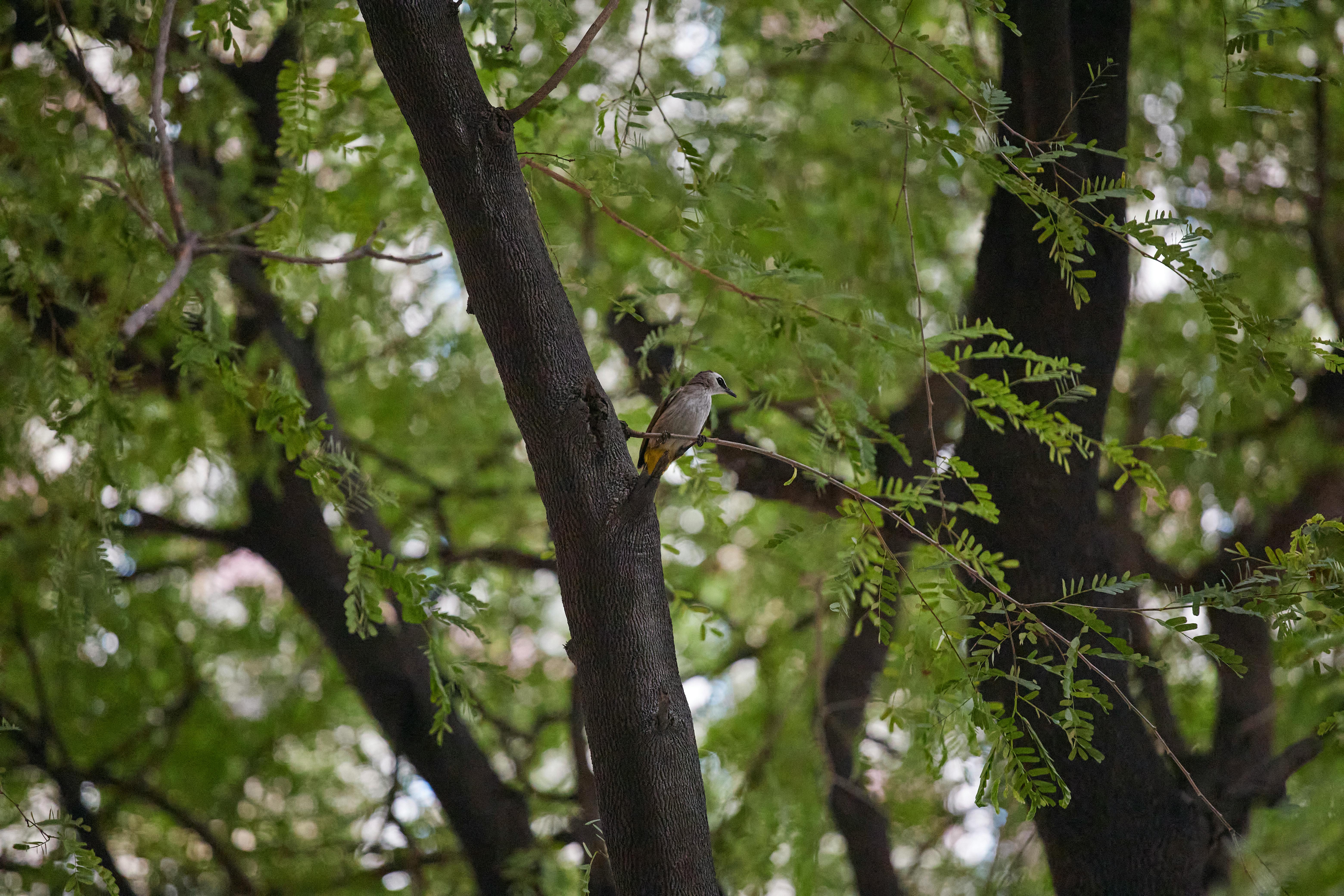 Pájaro En La Exuberante Vegetación Del Parque De La Ciudad De Ho Chi ...