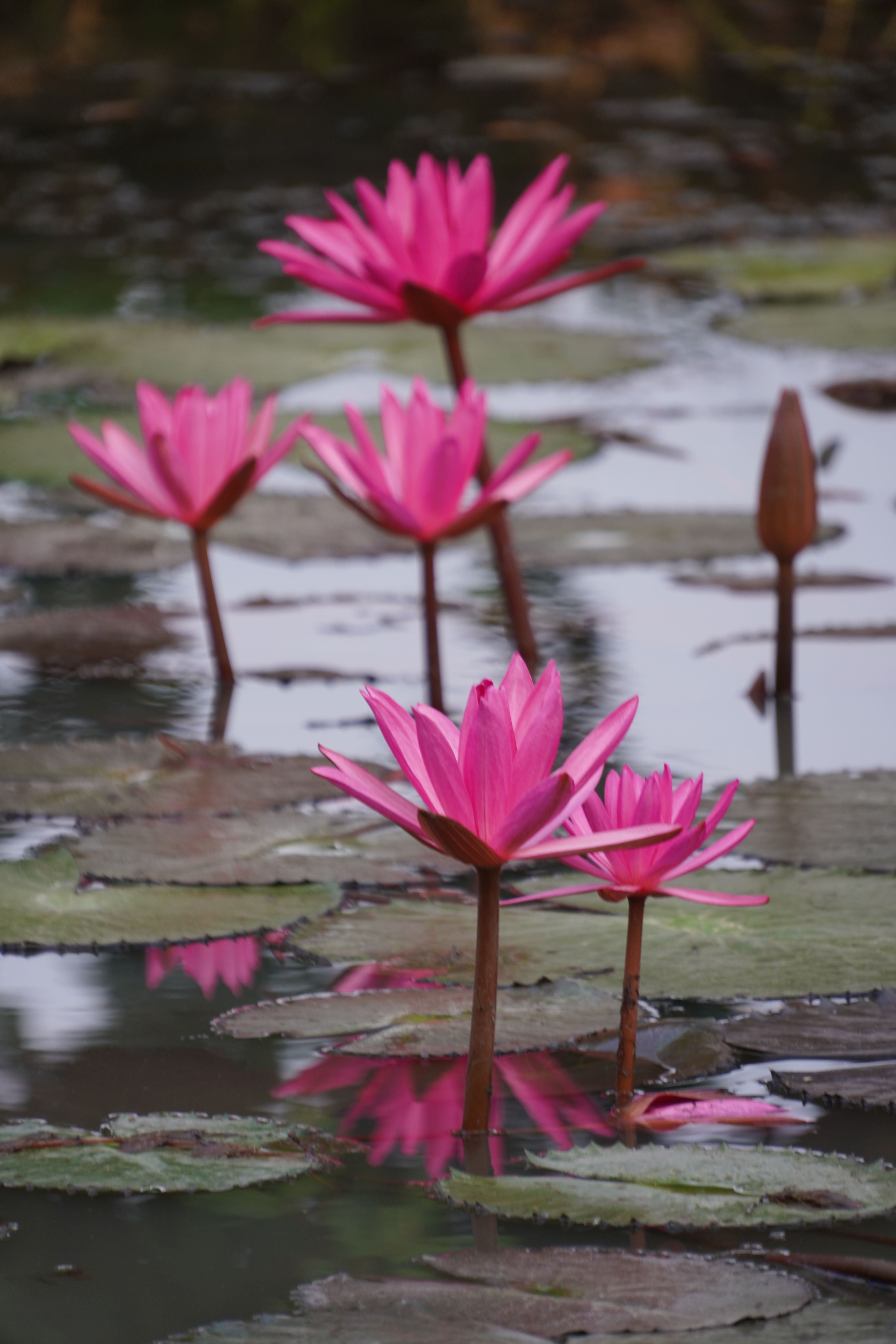 Tiktok Flower Photos, Download The BEST Free Tiktok Flower Stock Photos ...