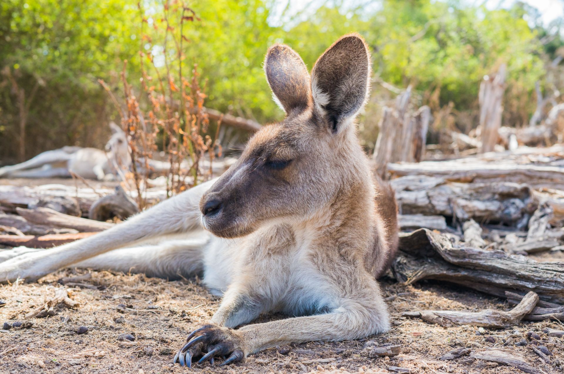 Macropus Fuliginosus: Western Gray Kangaroo Facts