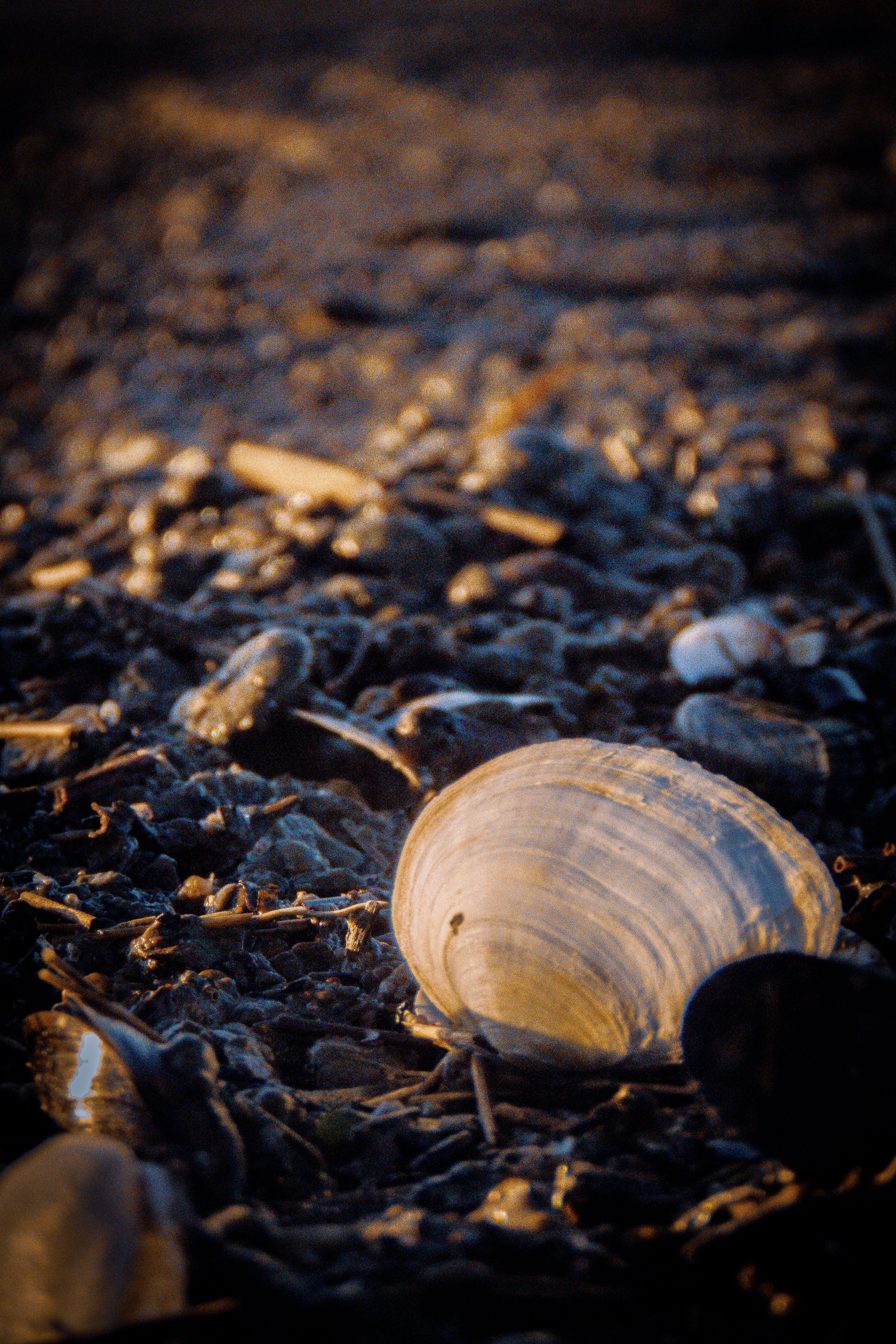 Close-up of Seashell on a Rocky Seashore · Free Stock Photo