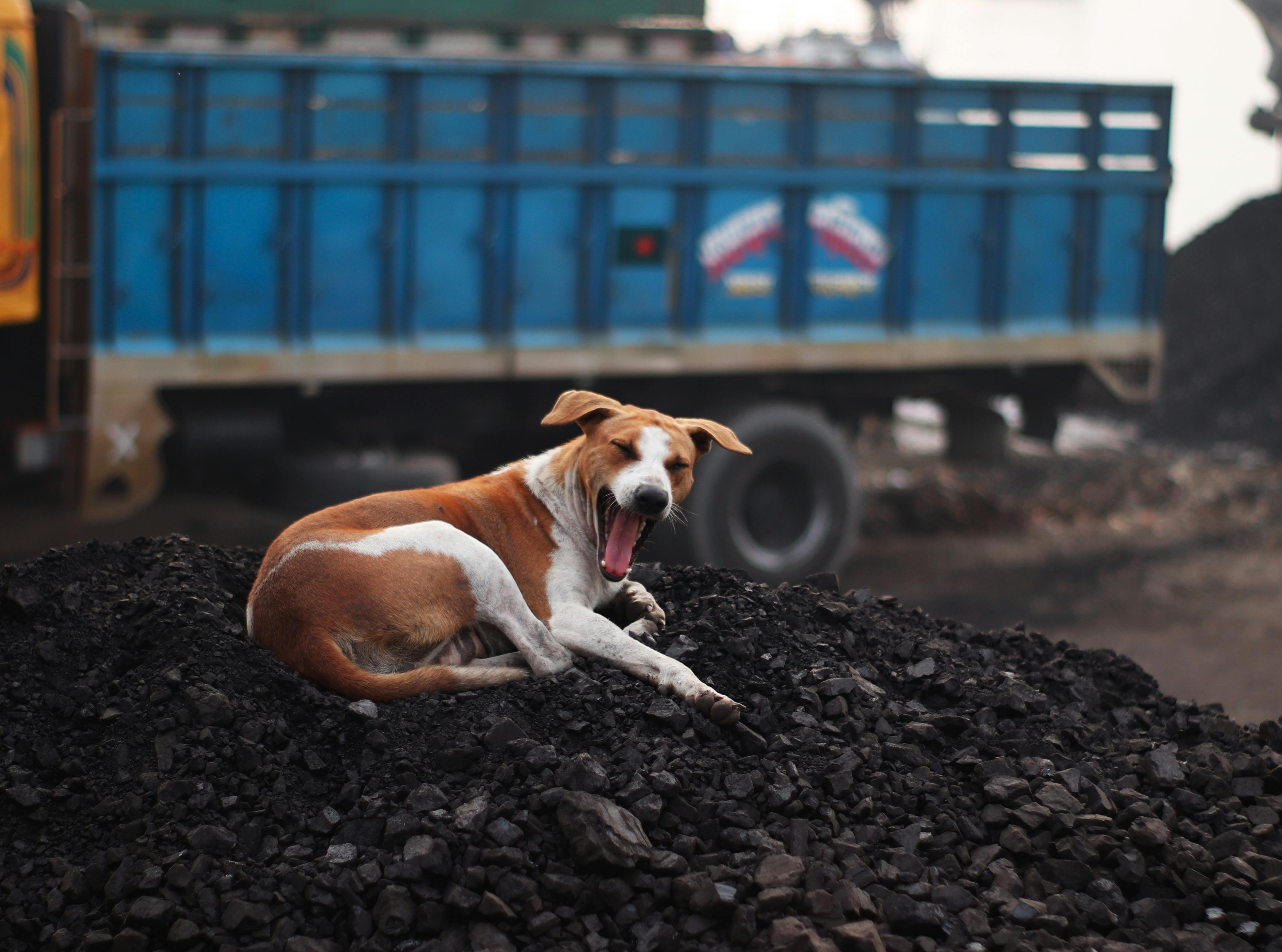 Yawning Dog Resting on Coal Pile · Free Stock Photo