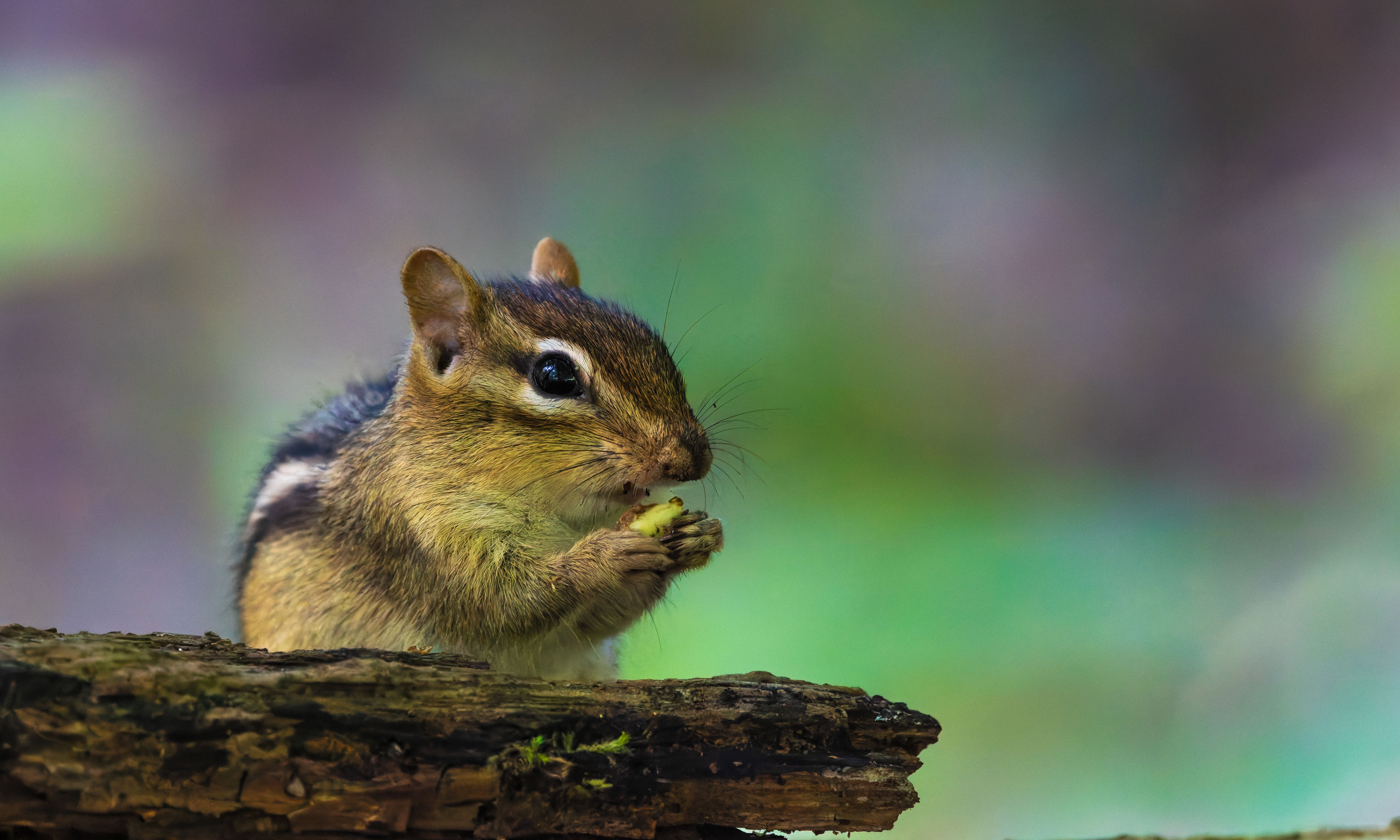 Close-up of Chipmunk Eating on a Log · Free Stock Photo