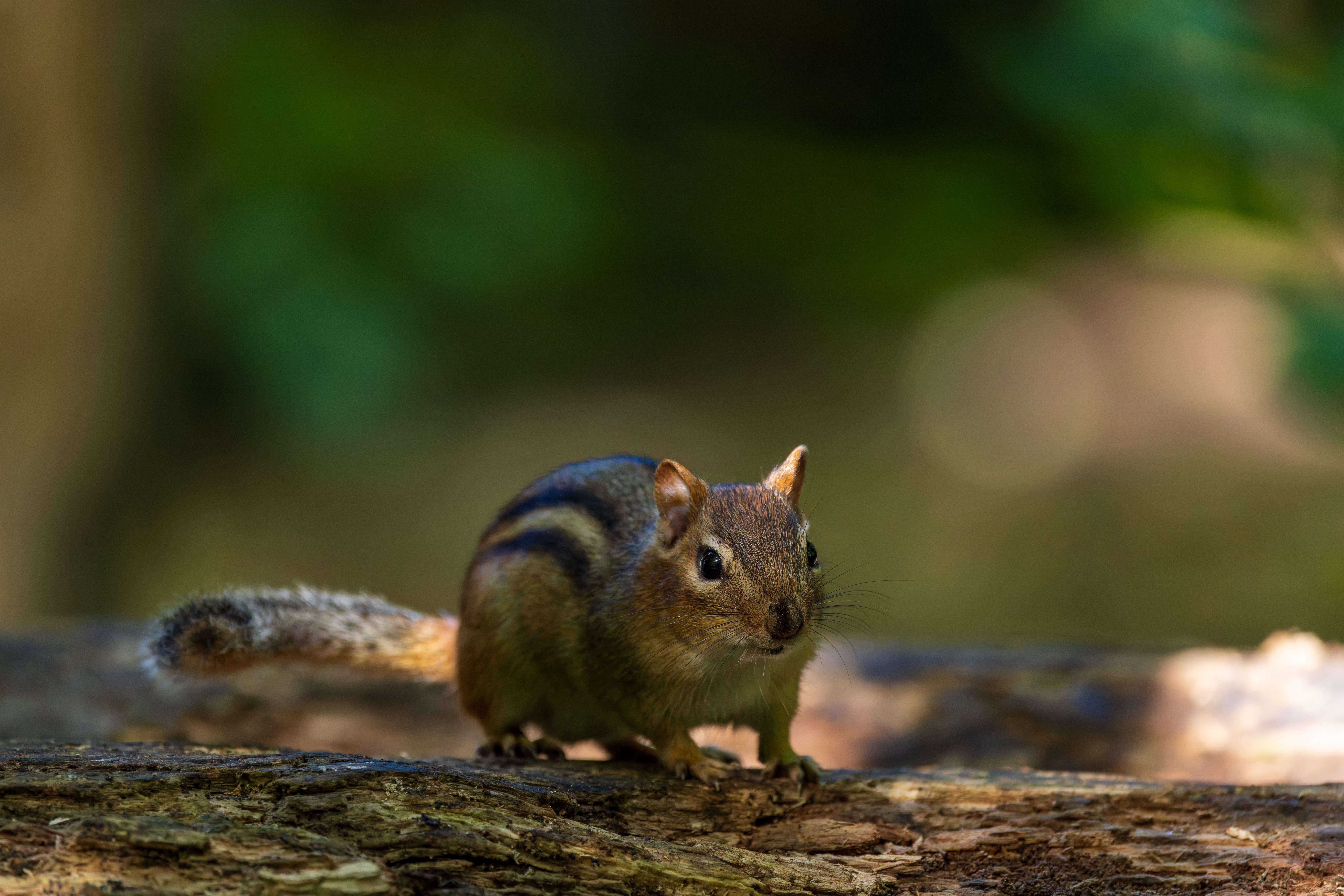 Close-up of a Chipmunk on a Forest Log · Free Stock Photo