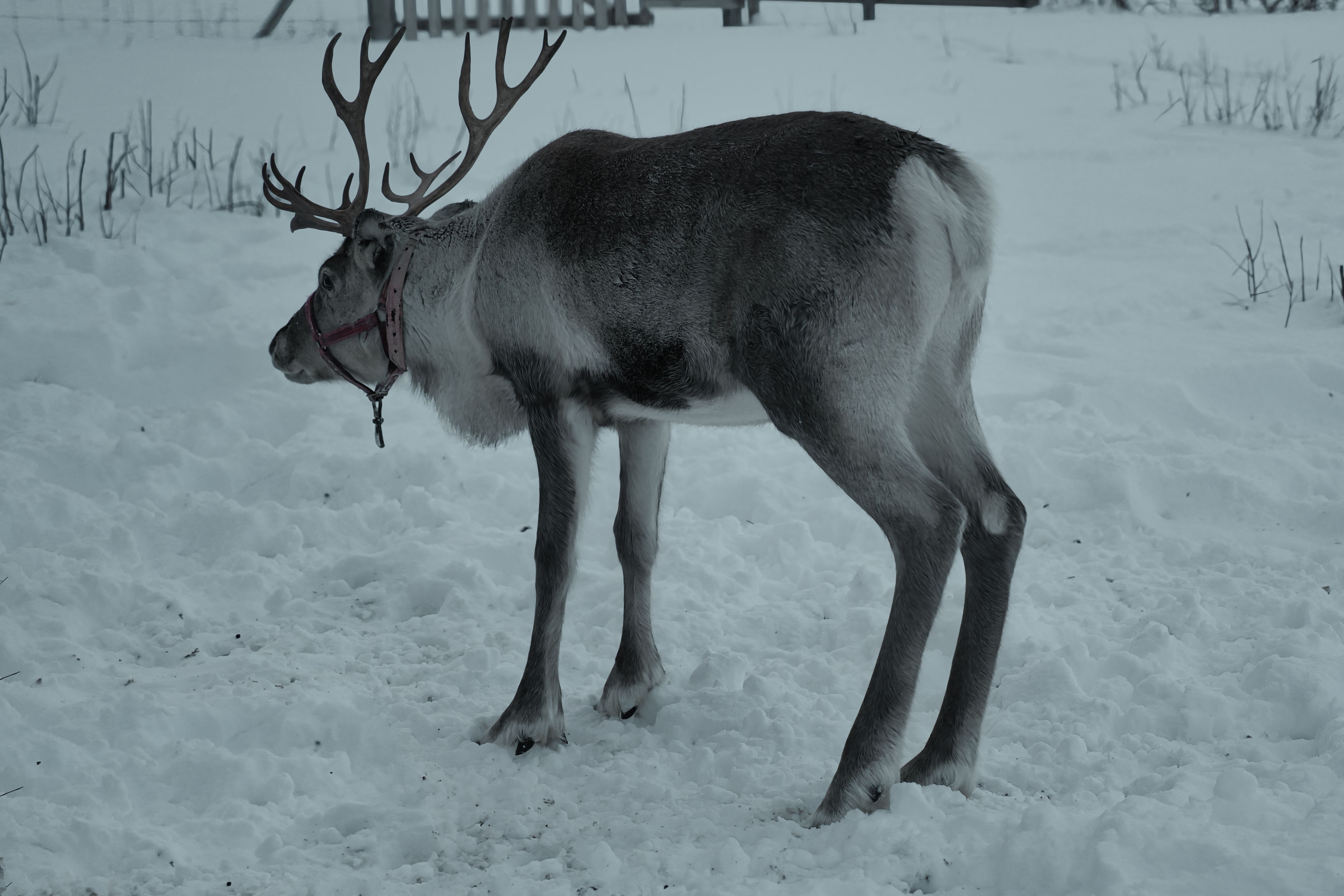 Reindeer in Snowy Winter Landscape · Free Stock Photo