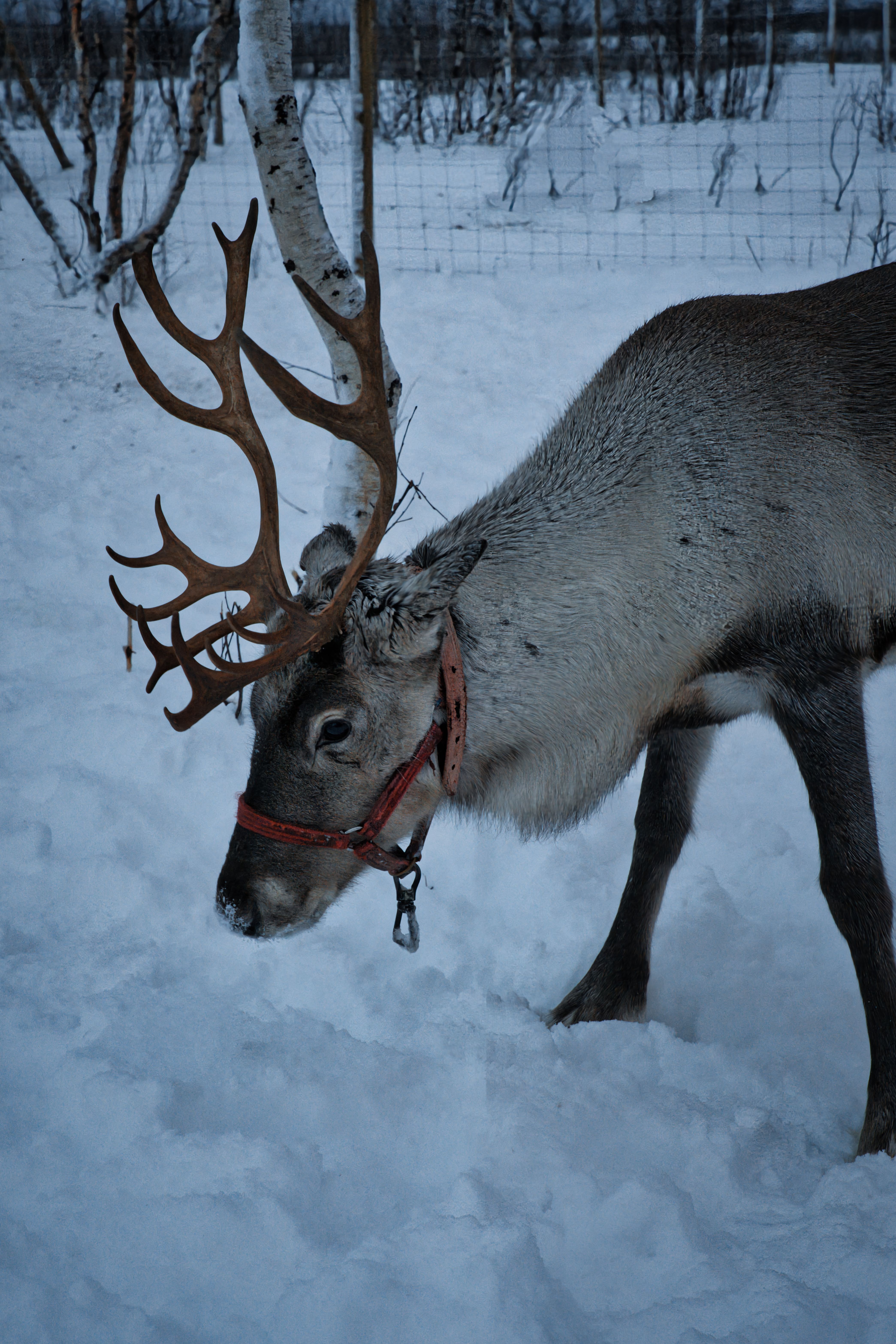 Majestic Reindeer in Winter Landscape · Free Stock Photo