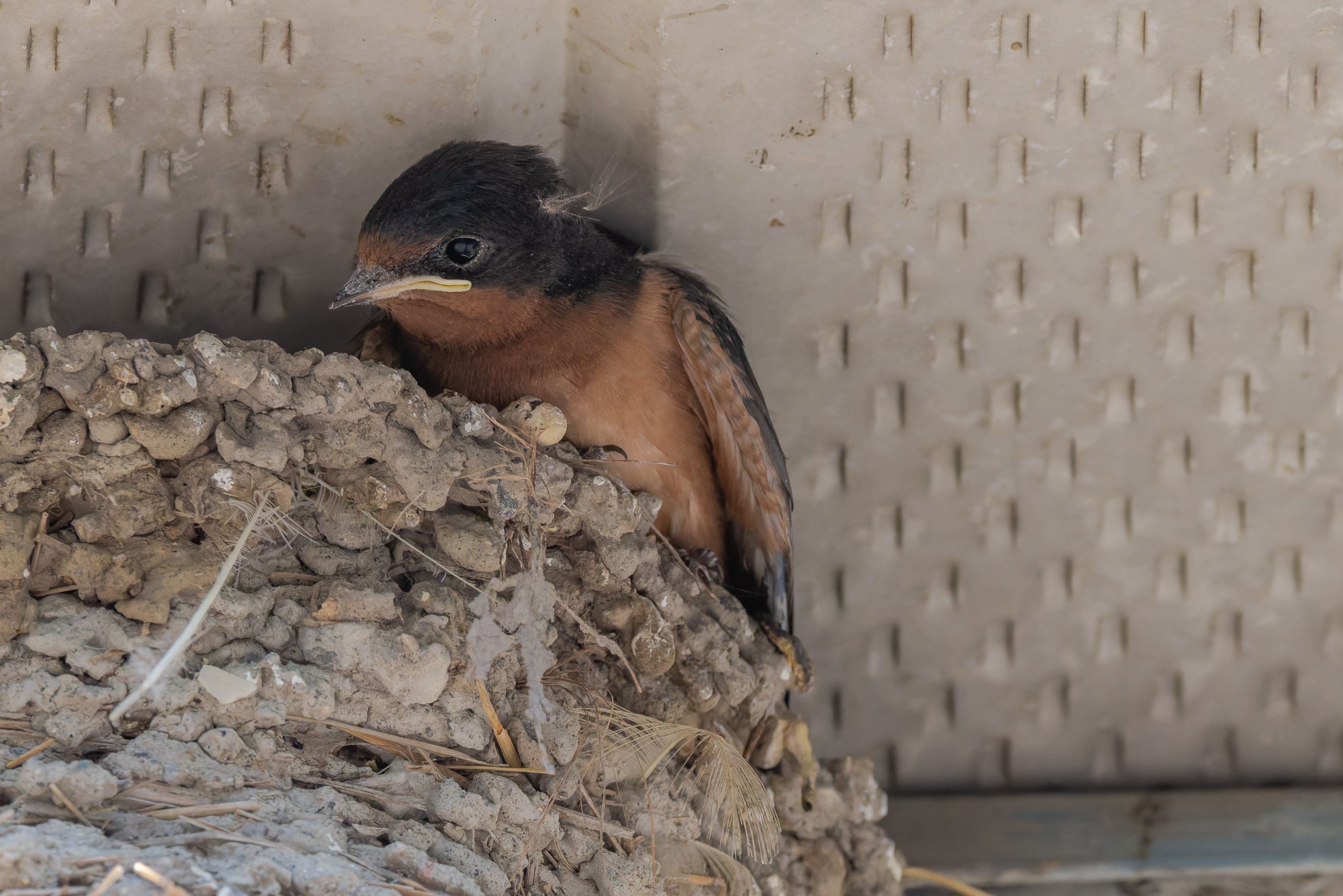 Barn Swallow Nesting Inside Building Corner · Free Stock Photo
