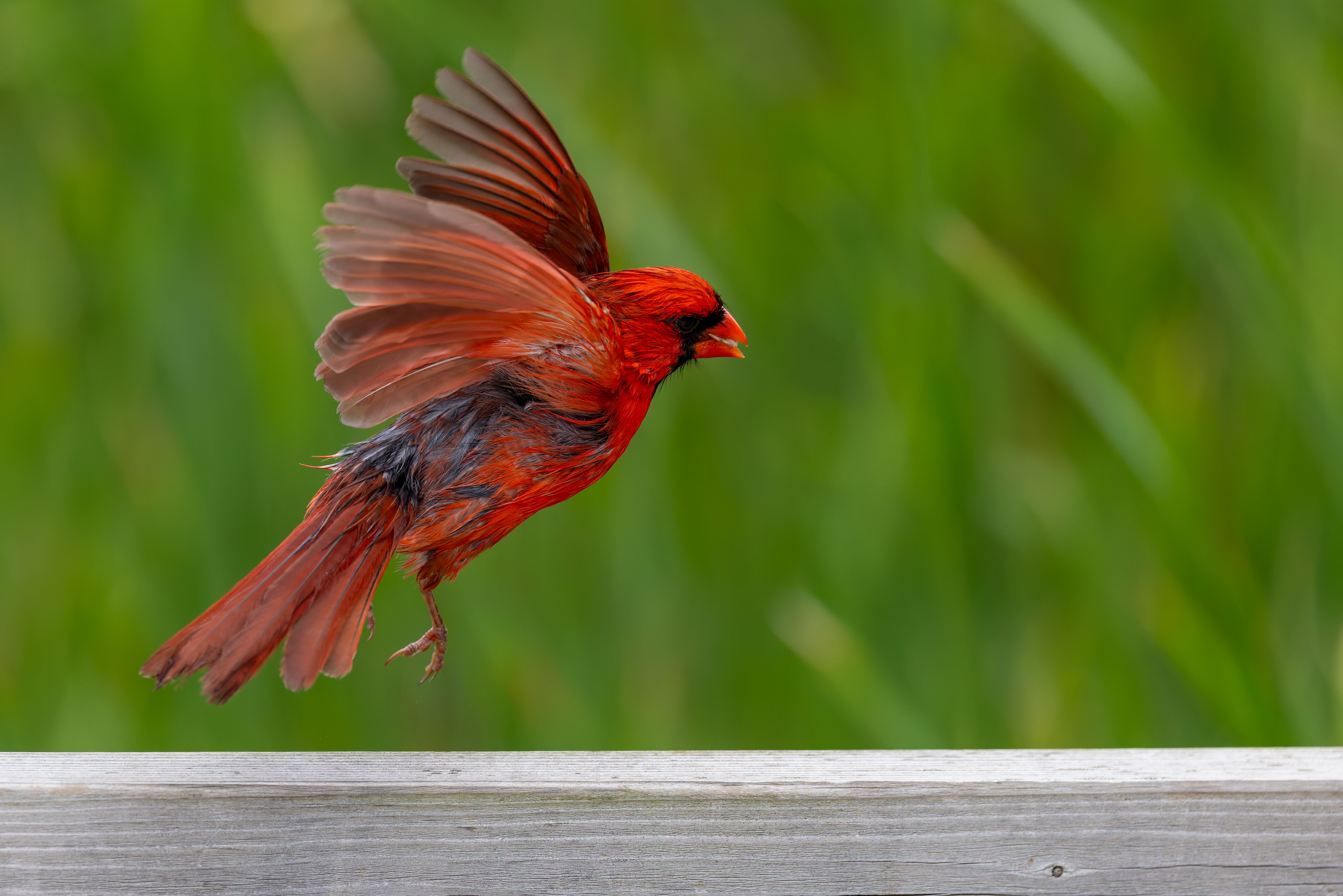 Vibrant Red Cardinal Mid-Flight with Green Backdrop · Free Stock Photo