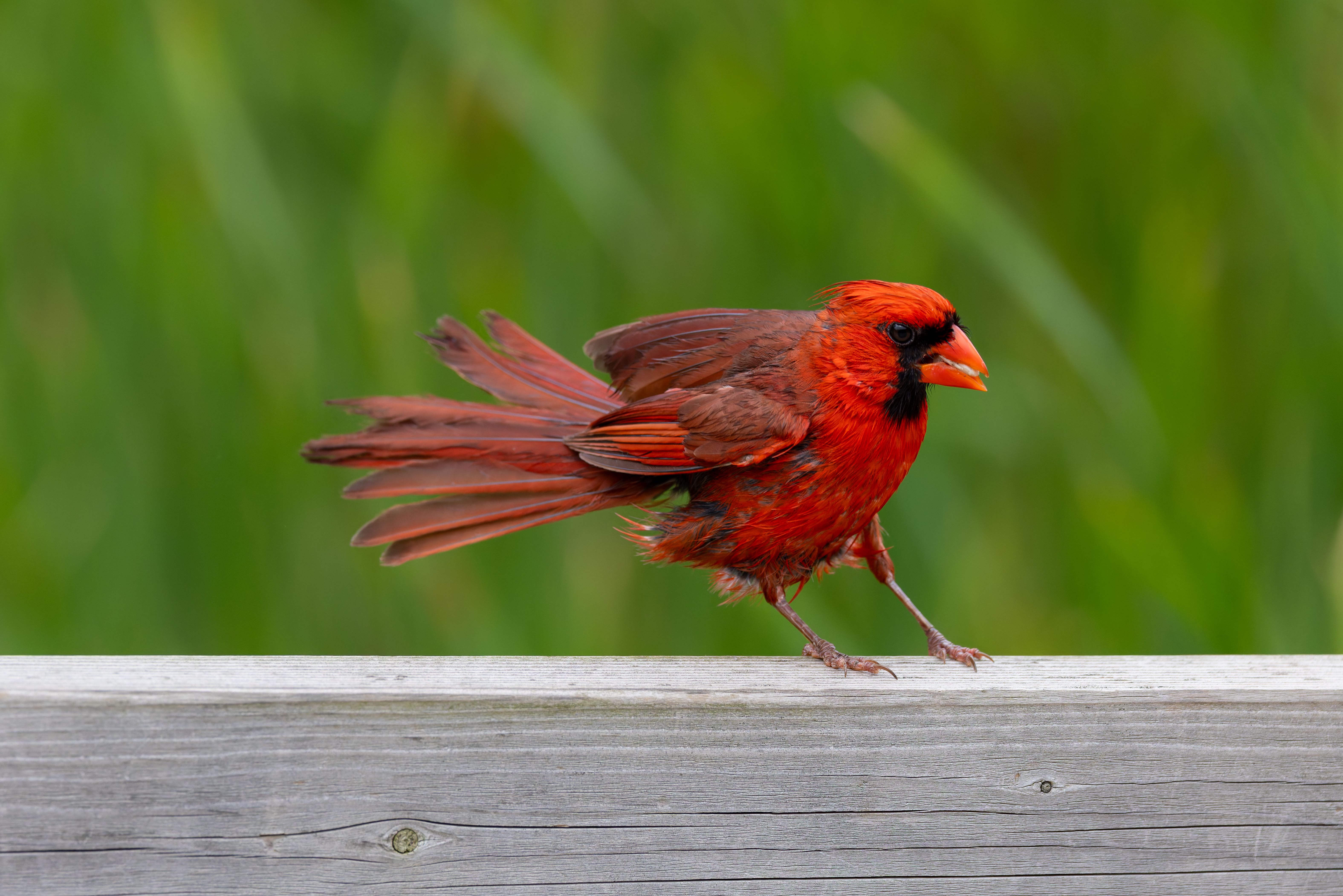 Vibrant Red Northern Cardinal on Wooden Fence · Free Stock Photo