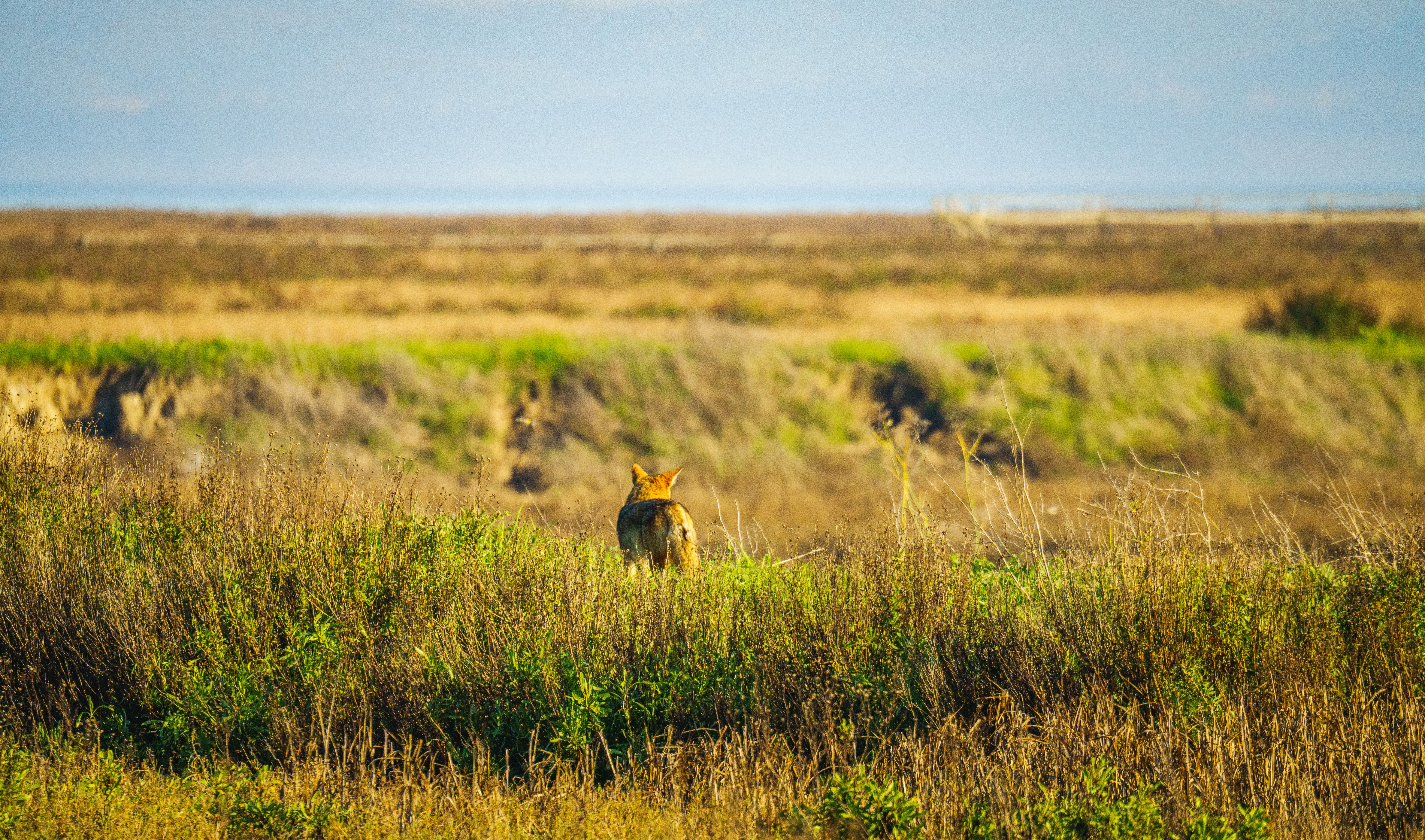 Lone Coyote in Open Field During Daytime · Free Stock Photo