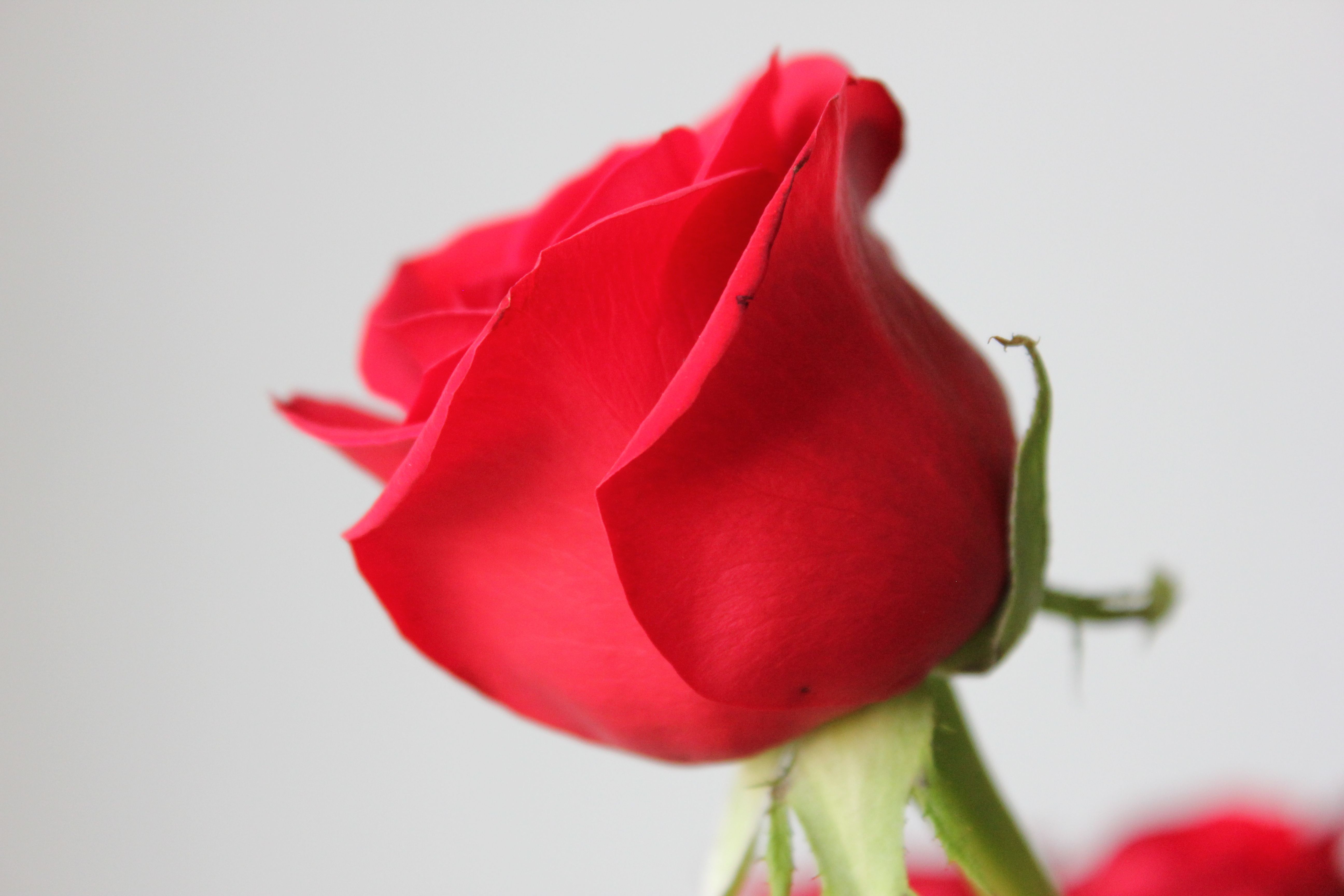 Close-up of Red Rose Blooms in Soft Light · Free Stock Photo