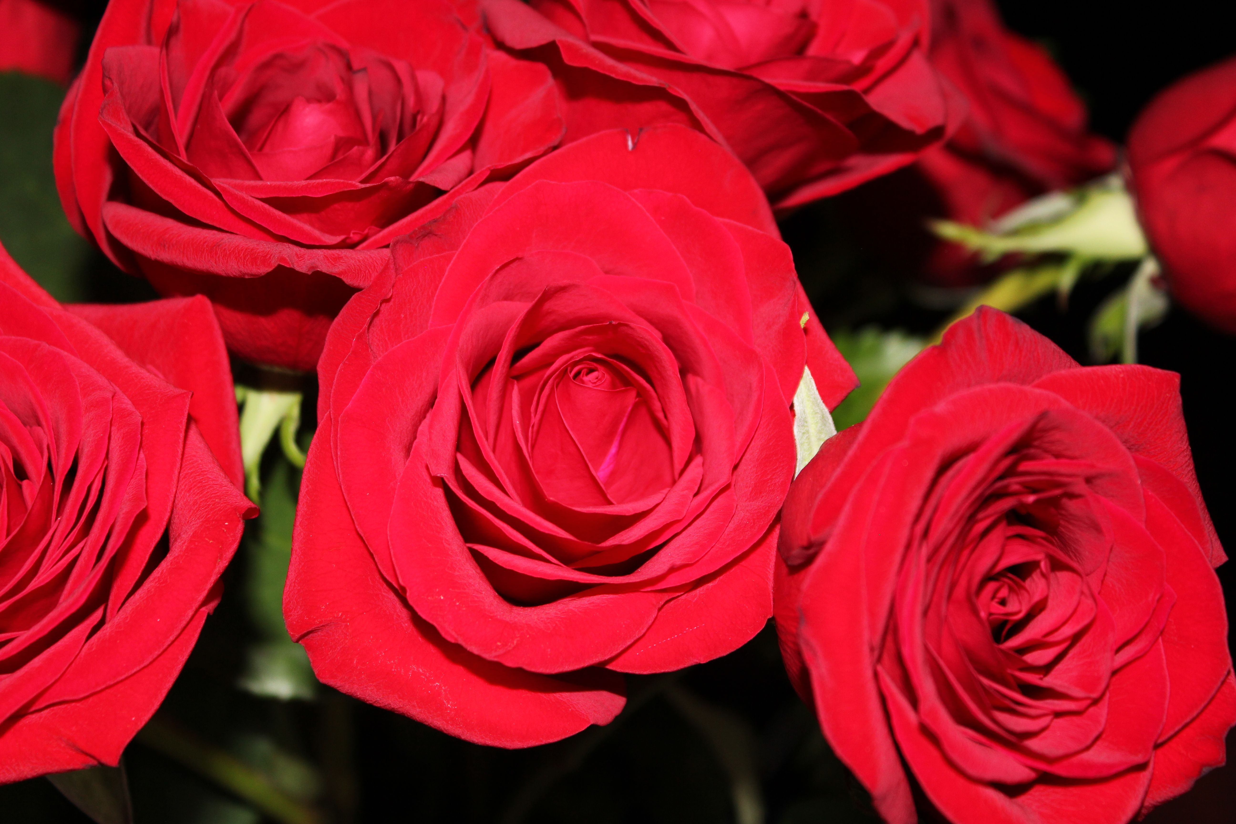 Close-Up of Vibrant Red Roses in Bloom · Free Stock Photo