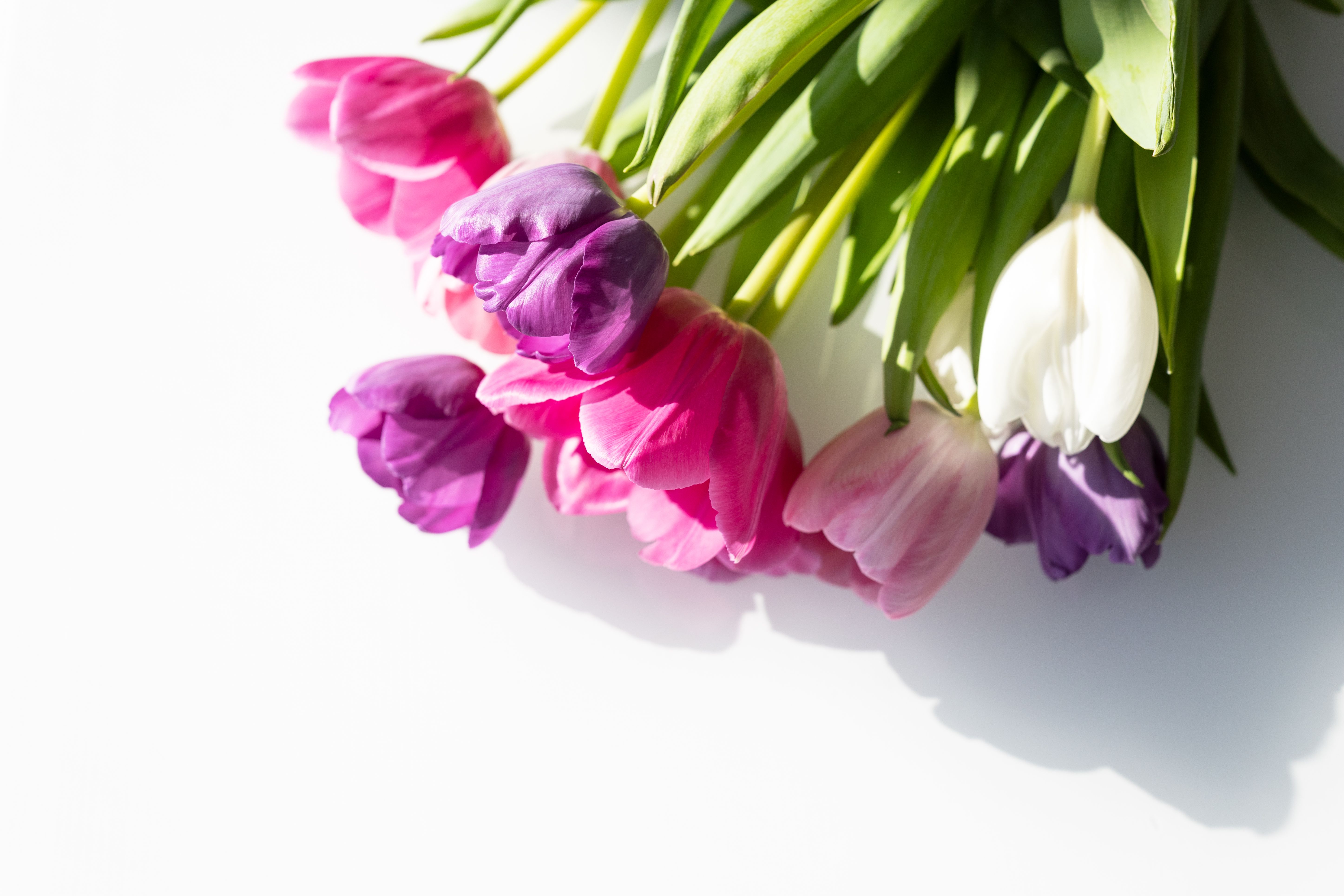 Free+Teams+Backgrounds+Spring+Tulips Photos, Download The BEST Free ...