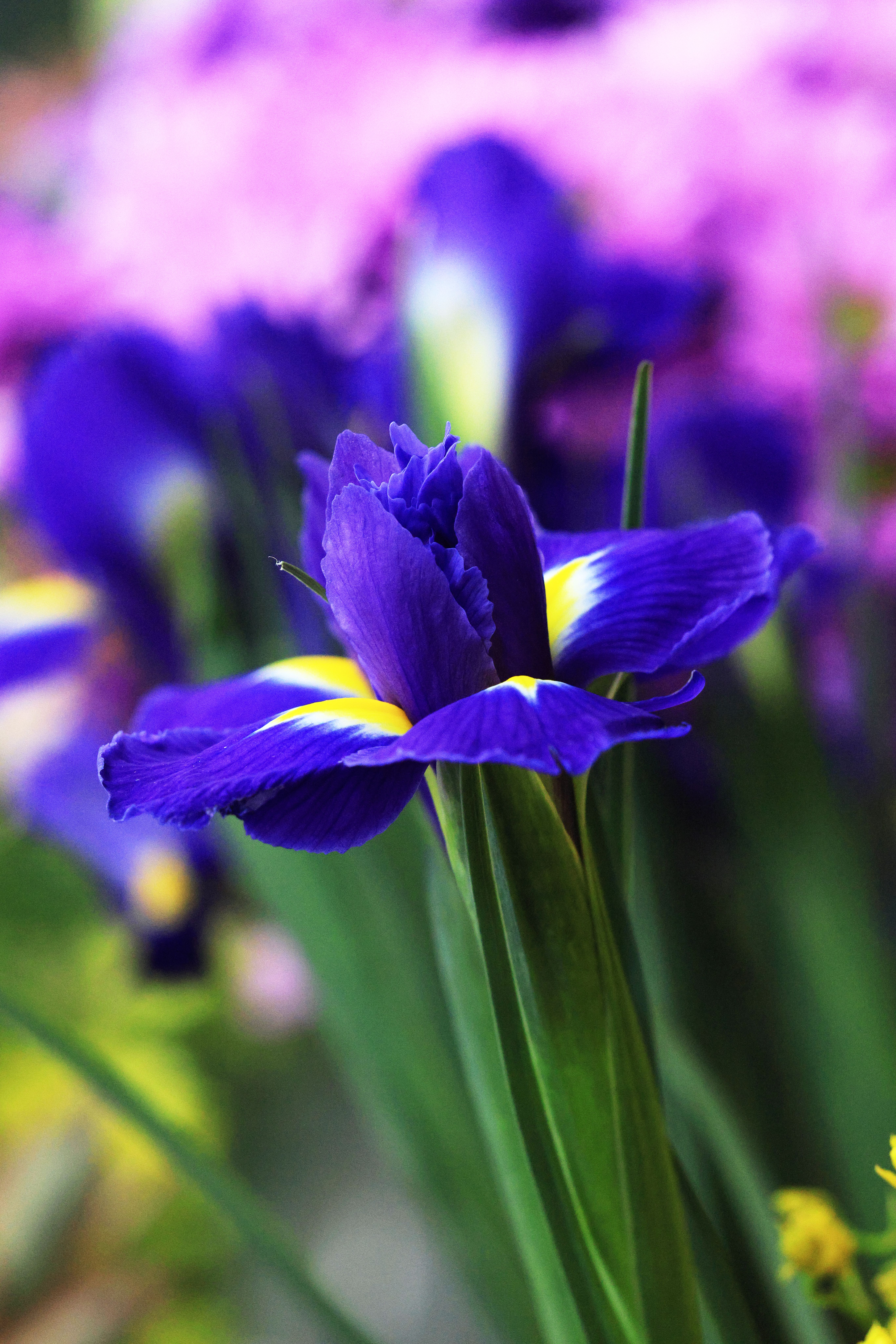 Vibrant Purple Iris Blossom in Garden Setting · Free Stock Photo