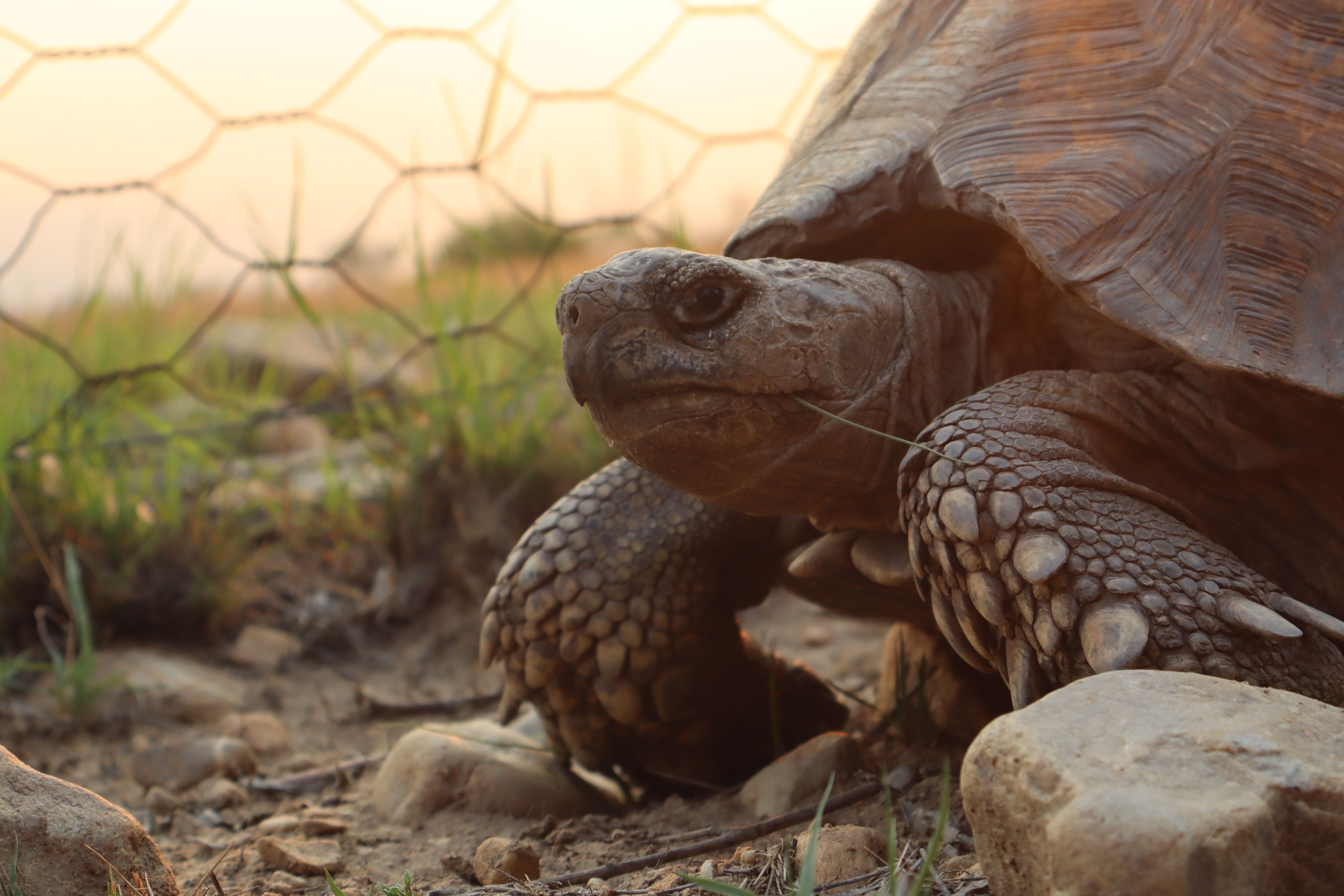 Tortoise Basks in Sunset on South African Terrain · Free Stock Photo