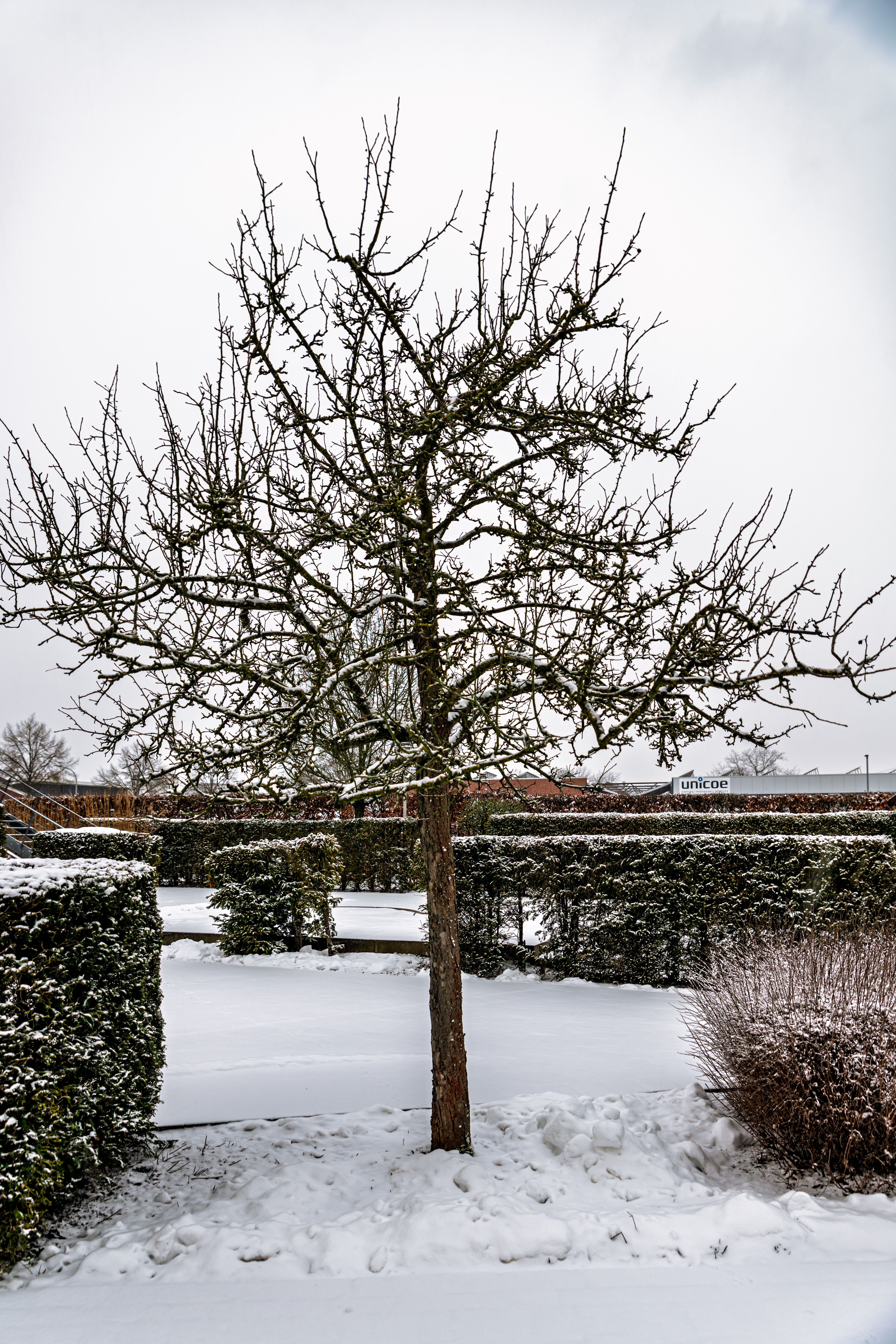 Snowy Winter Scene with Bare Tree and Hedges · Free Stock Photo