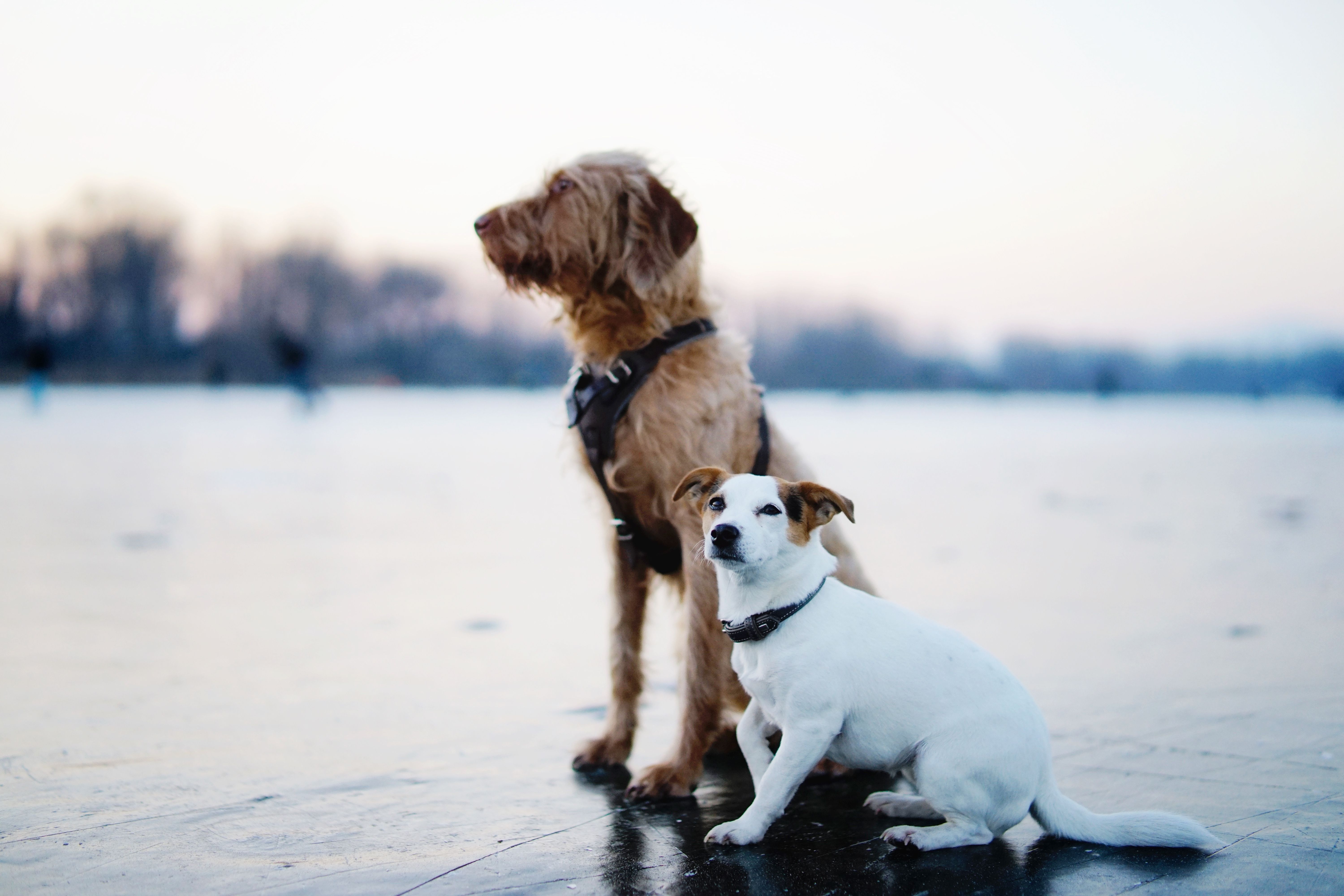 Perros Marrones Y Blancos Sentados En El Campo · Foto de stock gratuita