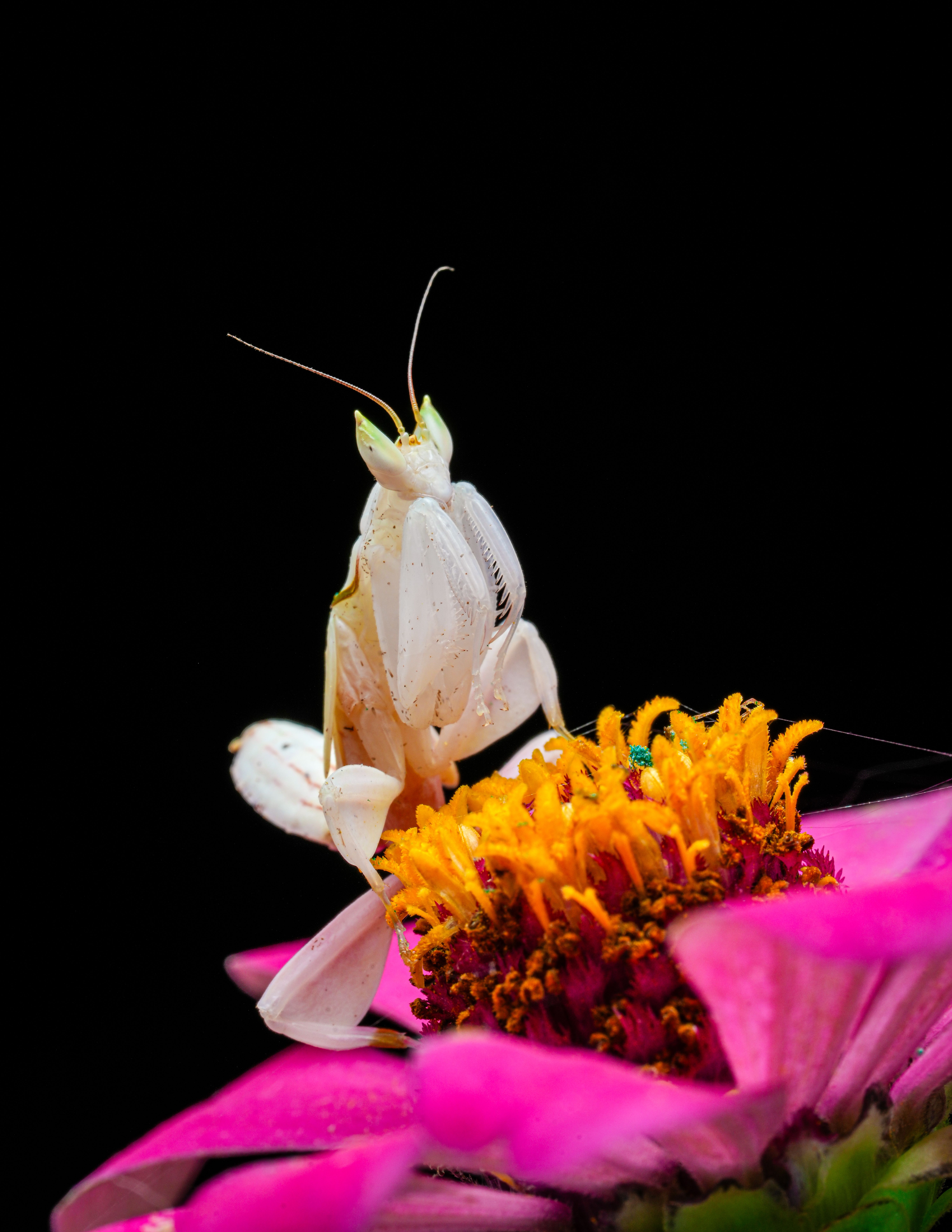 White Praying Mantis on Vivid Flower Close-Up · Free Stock Photo