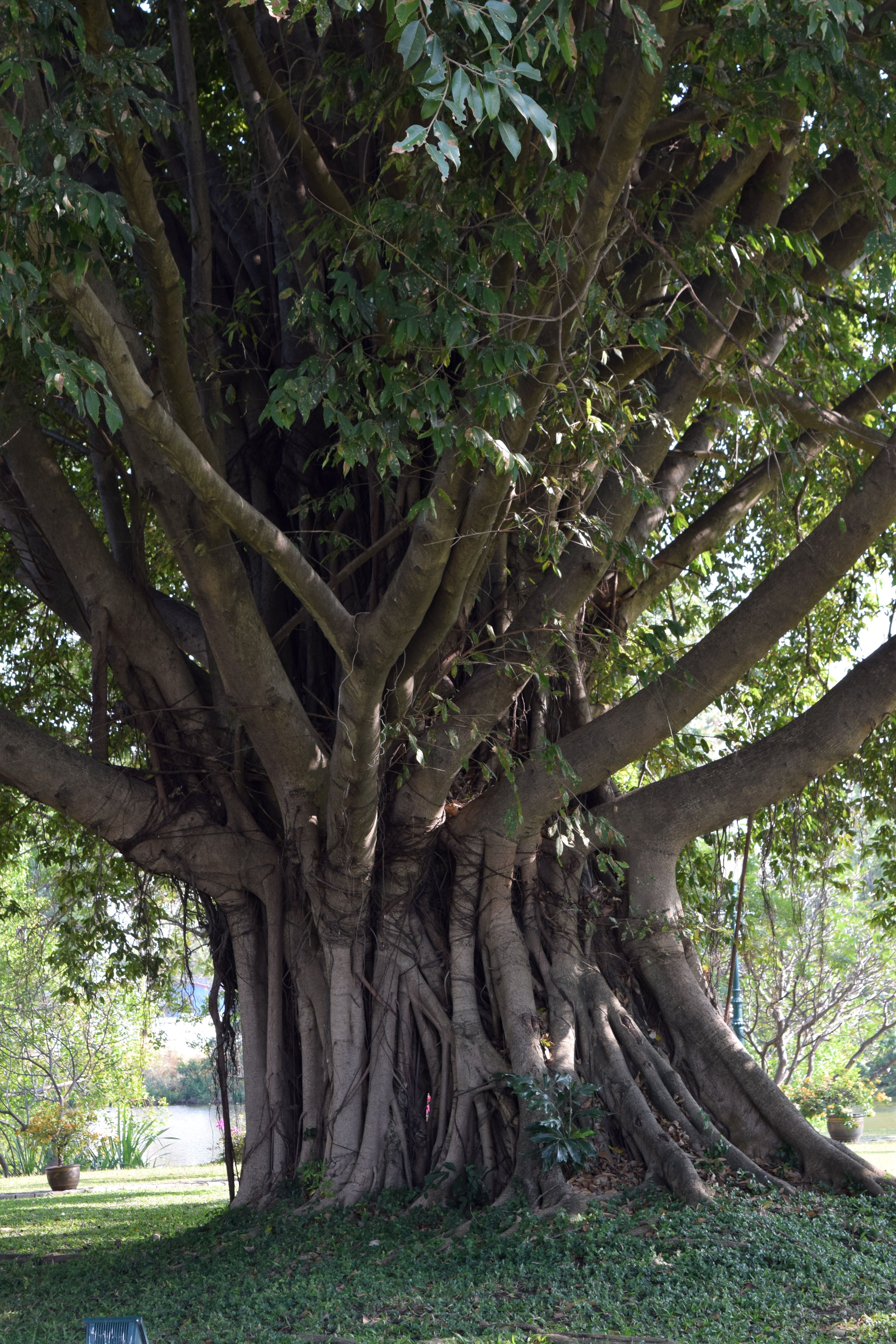 Majestic Banyan Tree Trunk in Lush Park Setting · Free Stock Photo