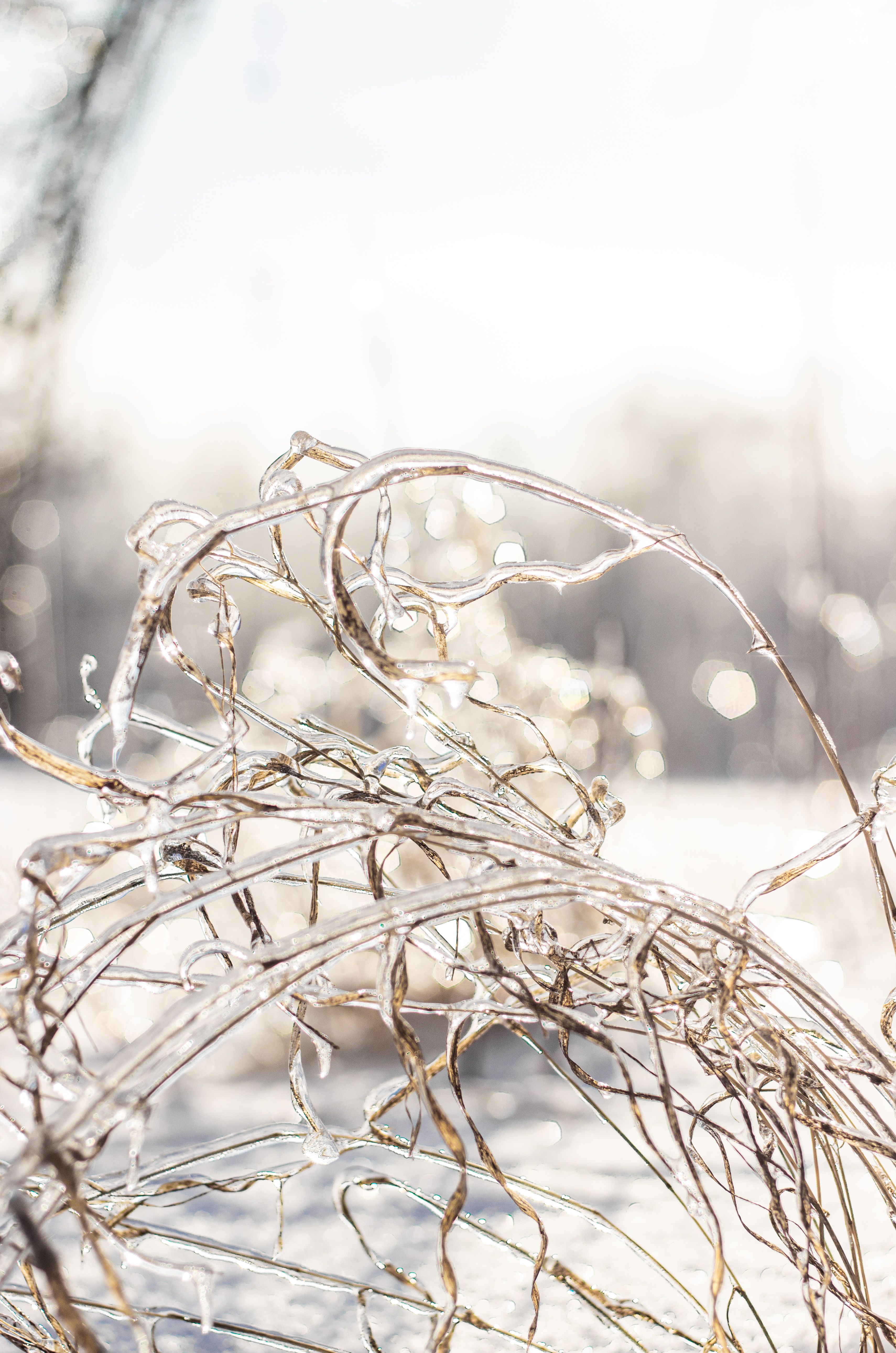 Close-up of Icy Grass Stems in Winter Sunlight · Free Stock Photo