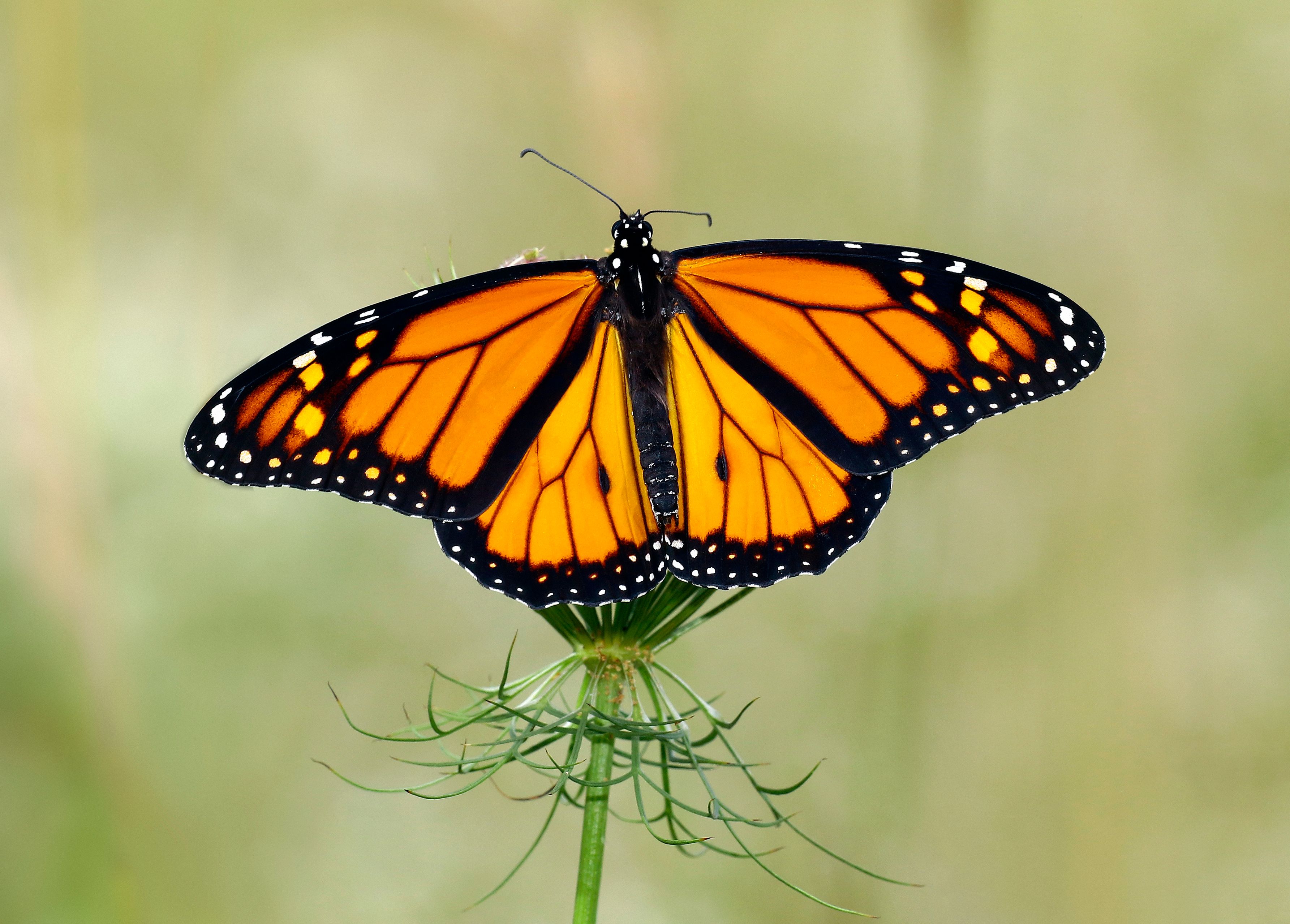 Vivid Monarch Butterfly on Green Plant · Free Stock Photo