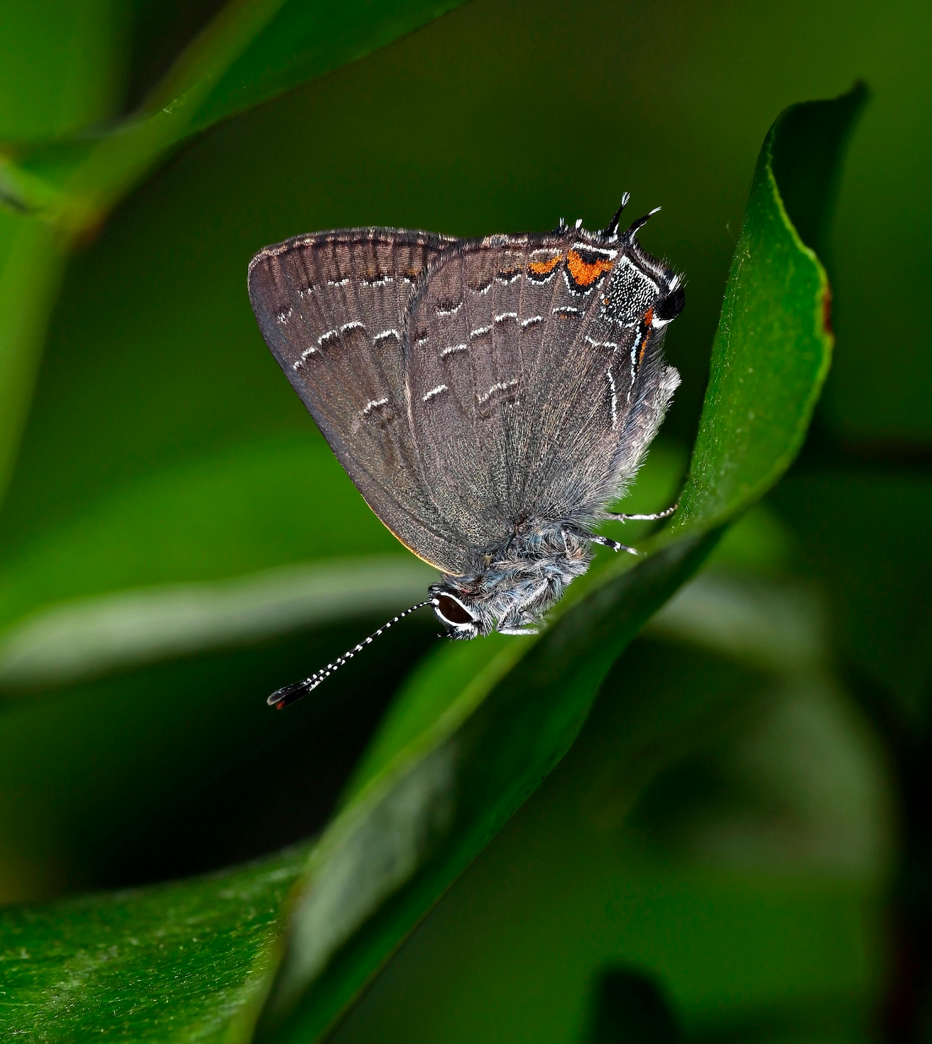 Thomas Elliott - Fotografía