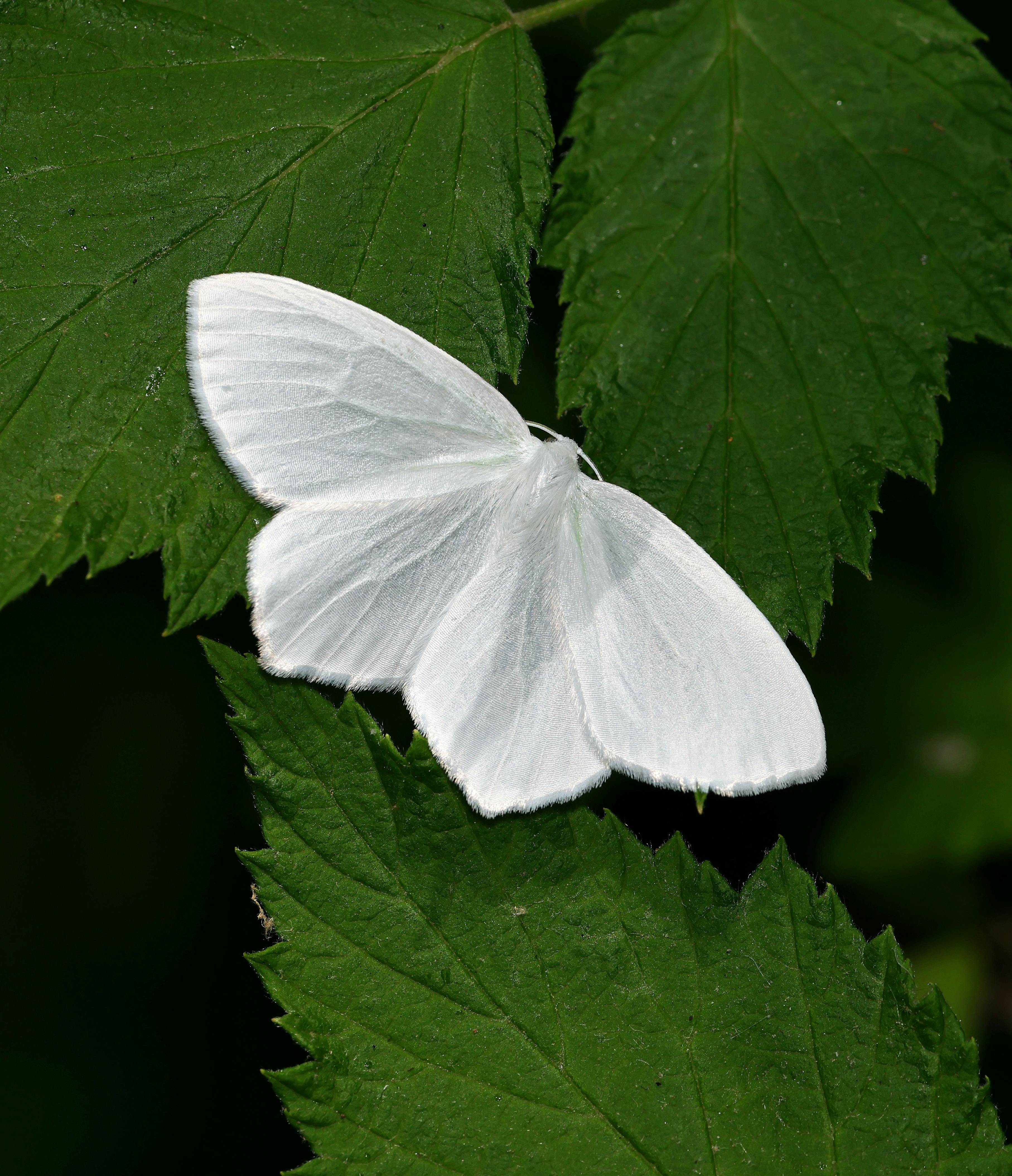 Thomas Elliott - Fotografía