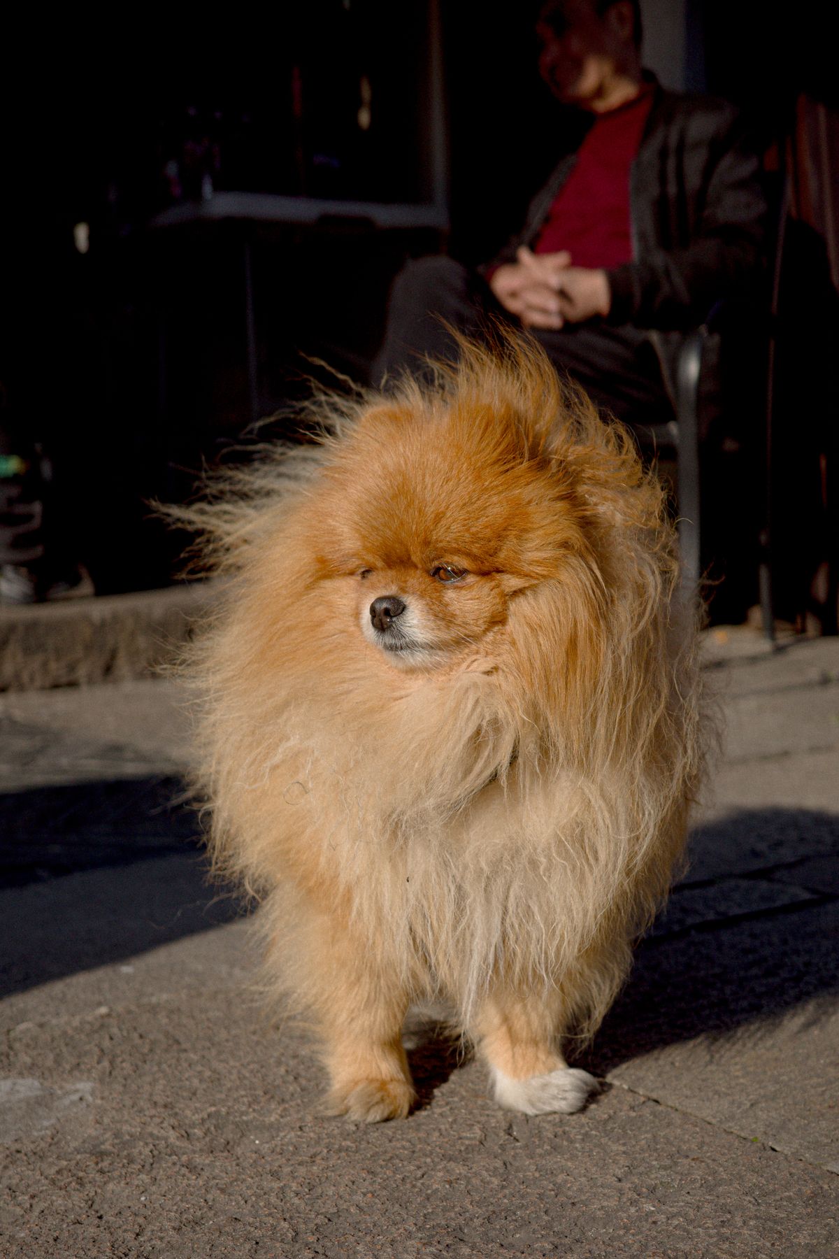 Furry Dog Photos, Download The BEST Free Furry Dog Stock Photos & HD Images